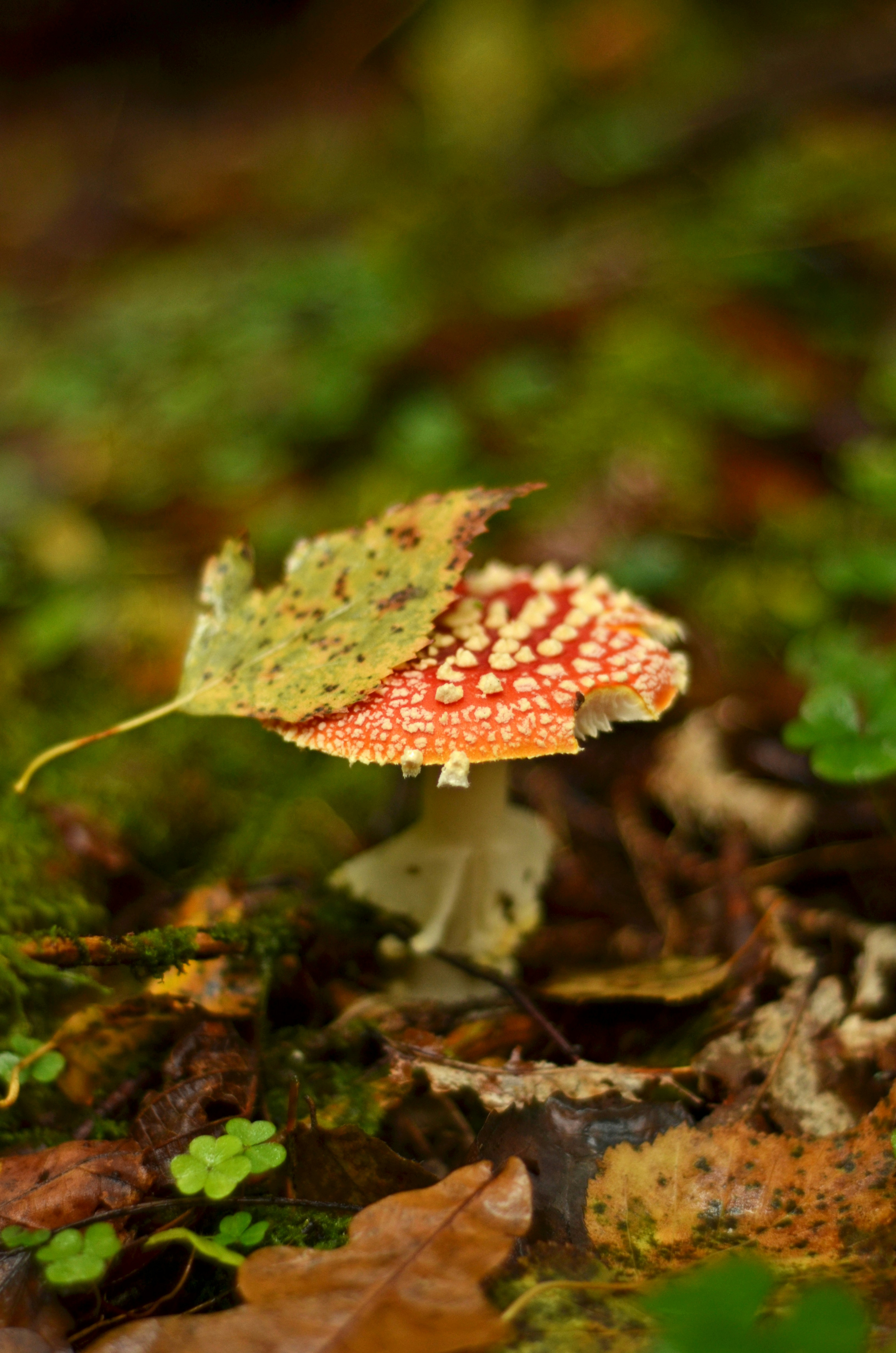 Scarlet Amanita on Moss: a leaf-draped moment in autumn undergrowth
