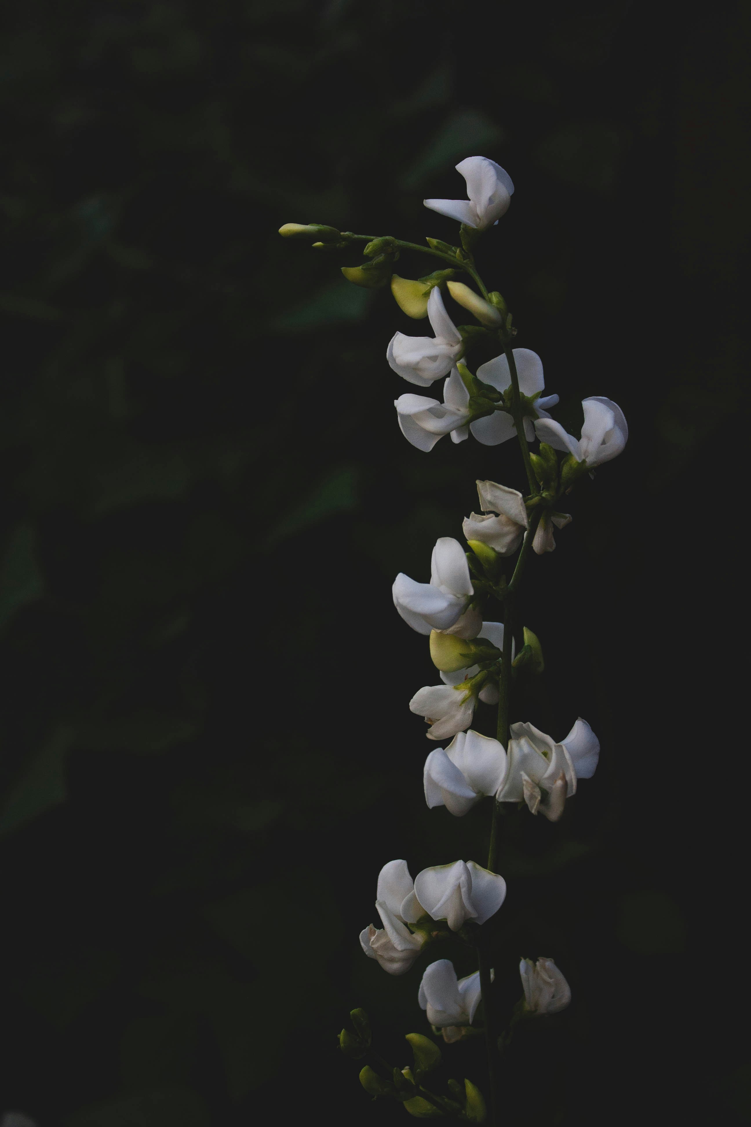 Whispers of the Night Bloom