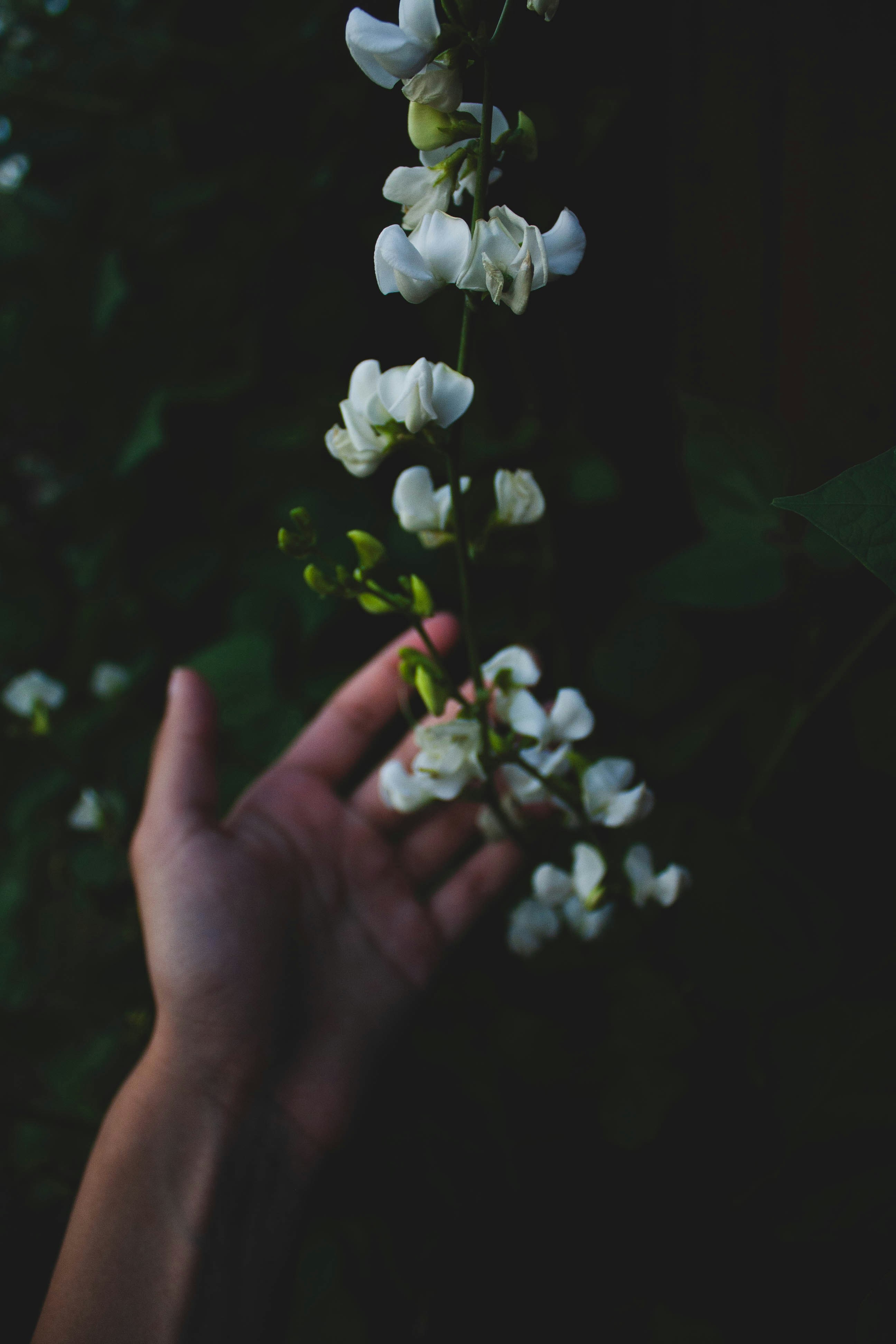 Shadowed Stem: A Hand Cradling White Sweet Pea Blossoms