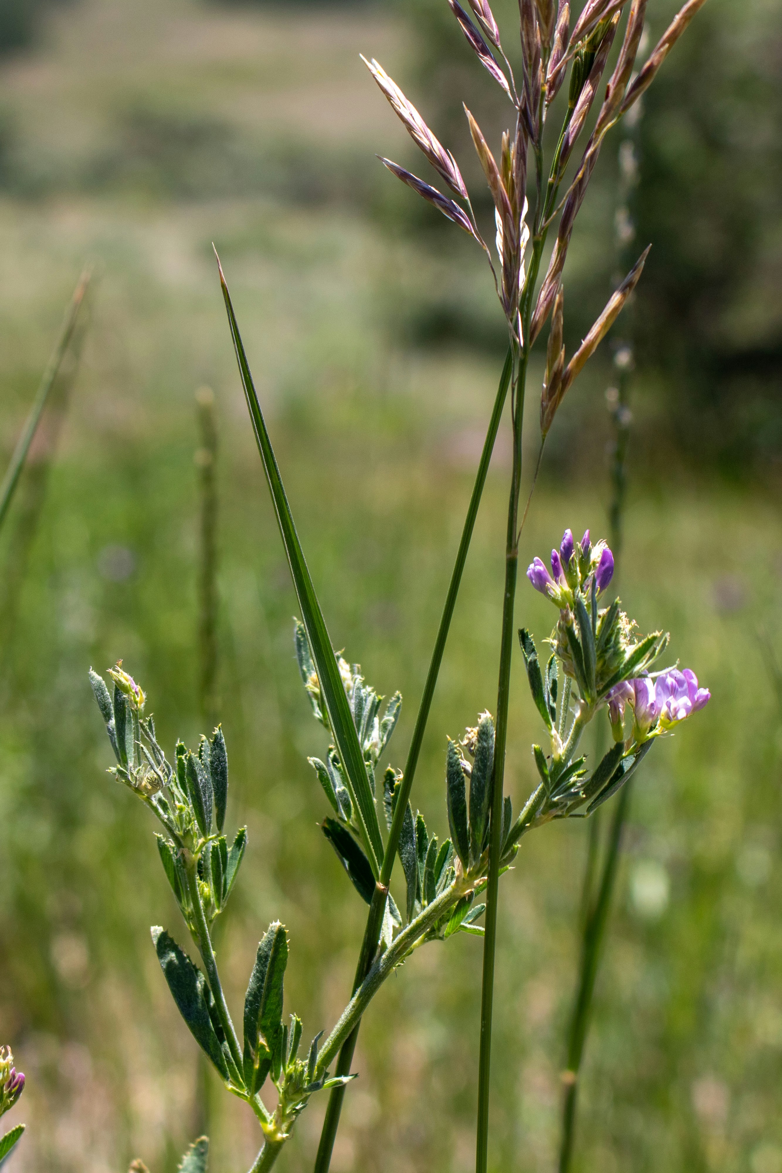 Meadow Crown: Purple Blooms Rising Through Sunlit Grass