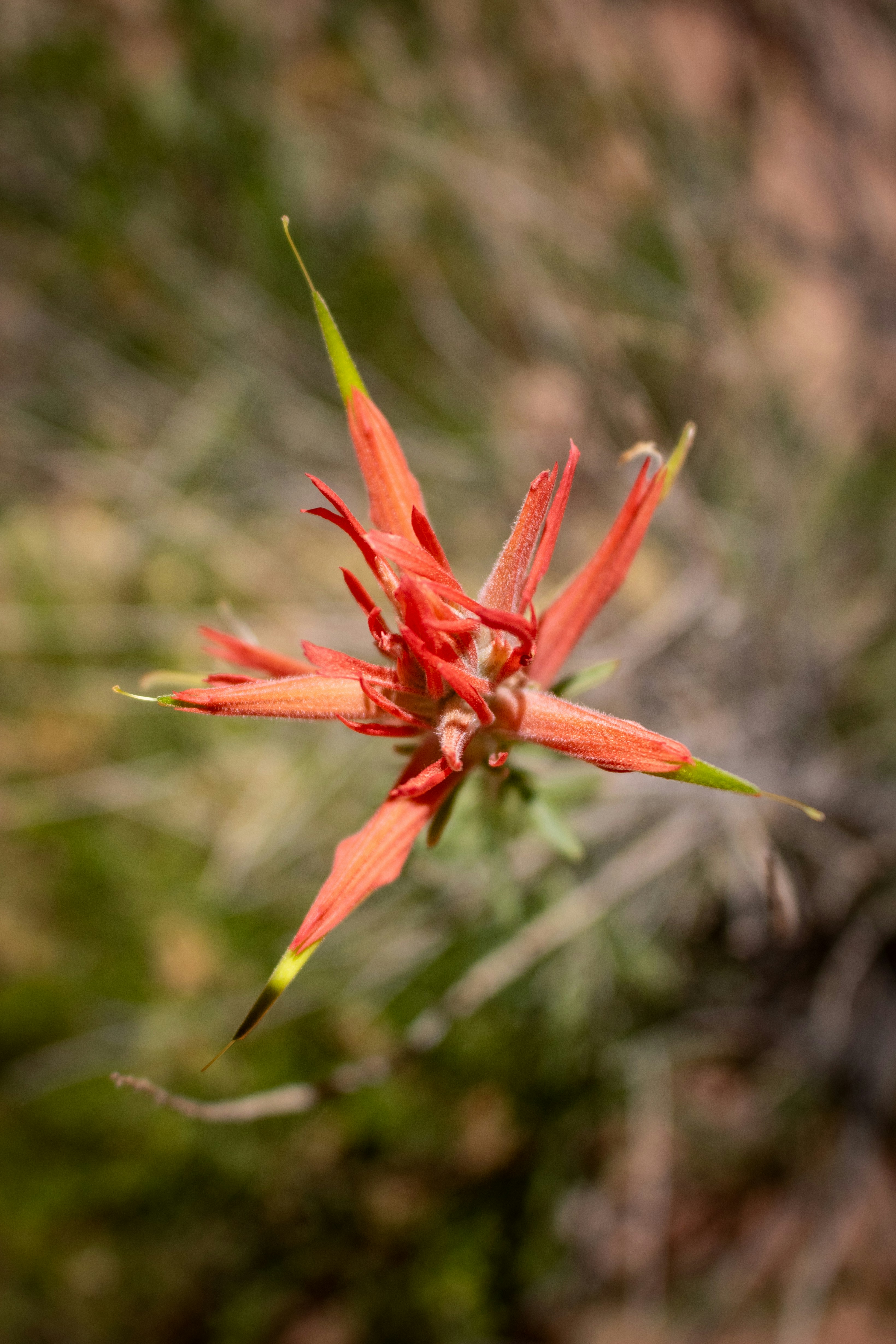 Crimson Spires: A star-like bloom in soft focus