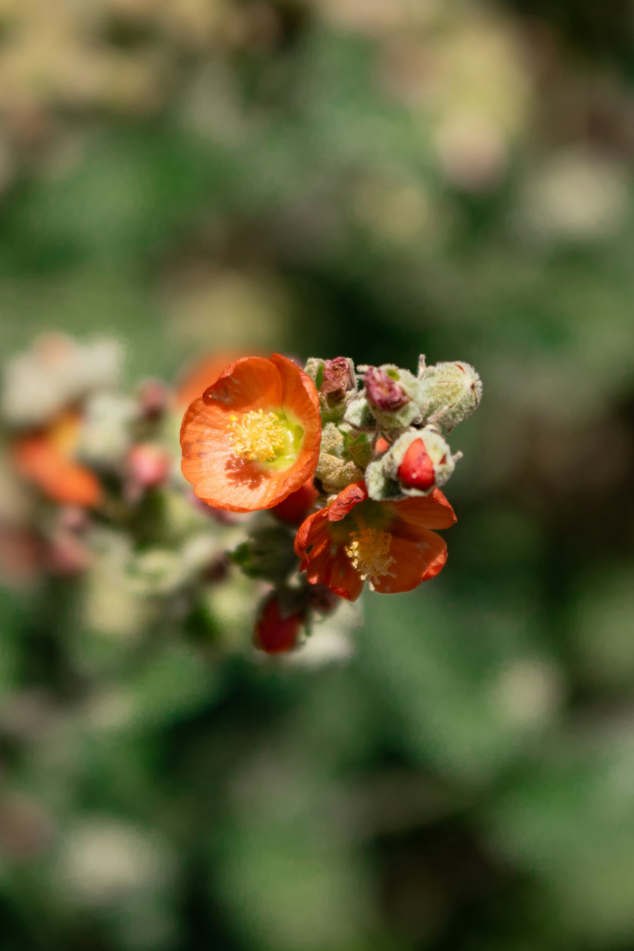 Crimson Cascade: Macro Bloom in Velvet Green