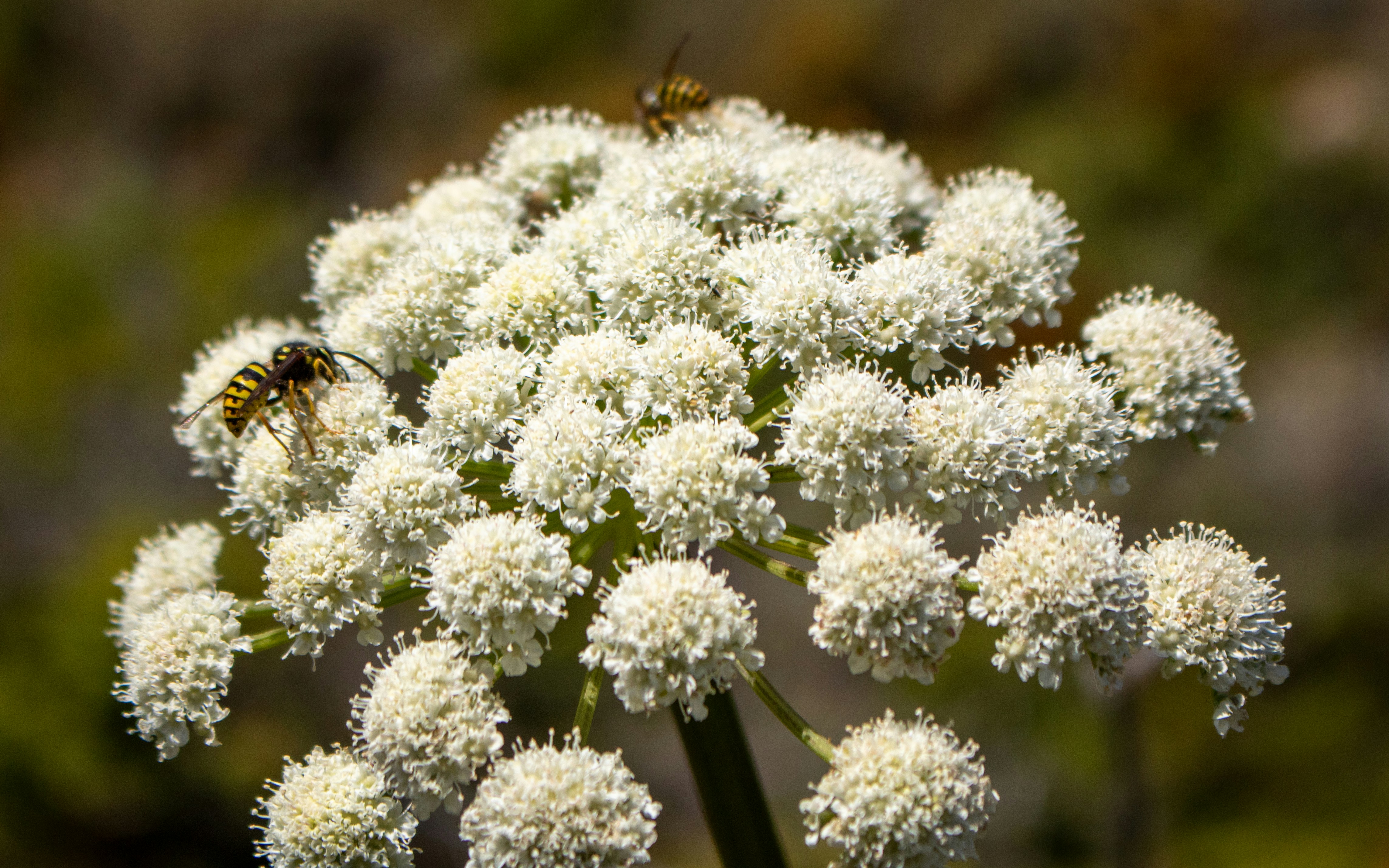 A bunch of white flowers with bees on them photo – Free Muir beach ...