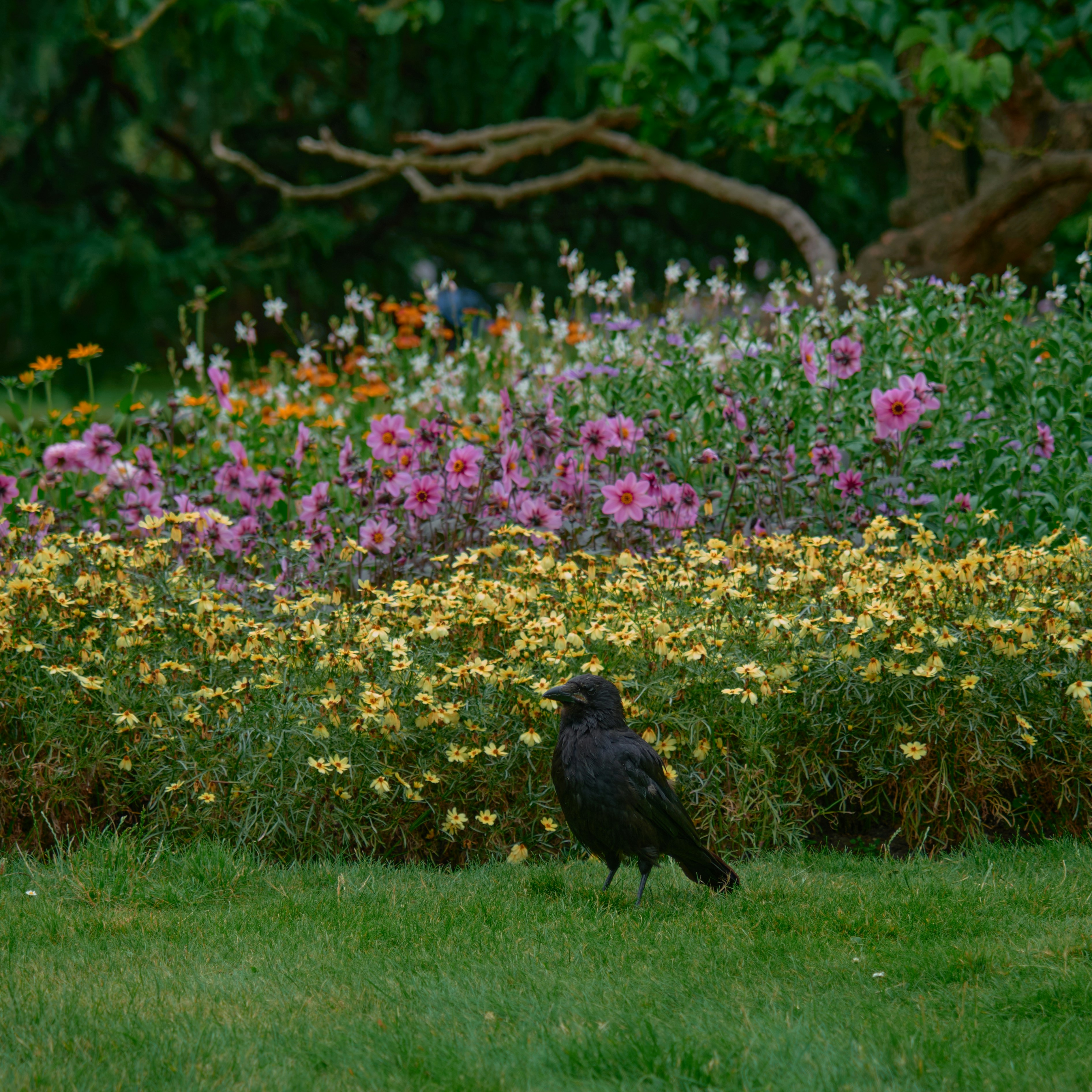 Crow in a Bloom Border: A Quiet Moment on the Lawn