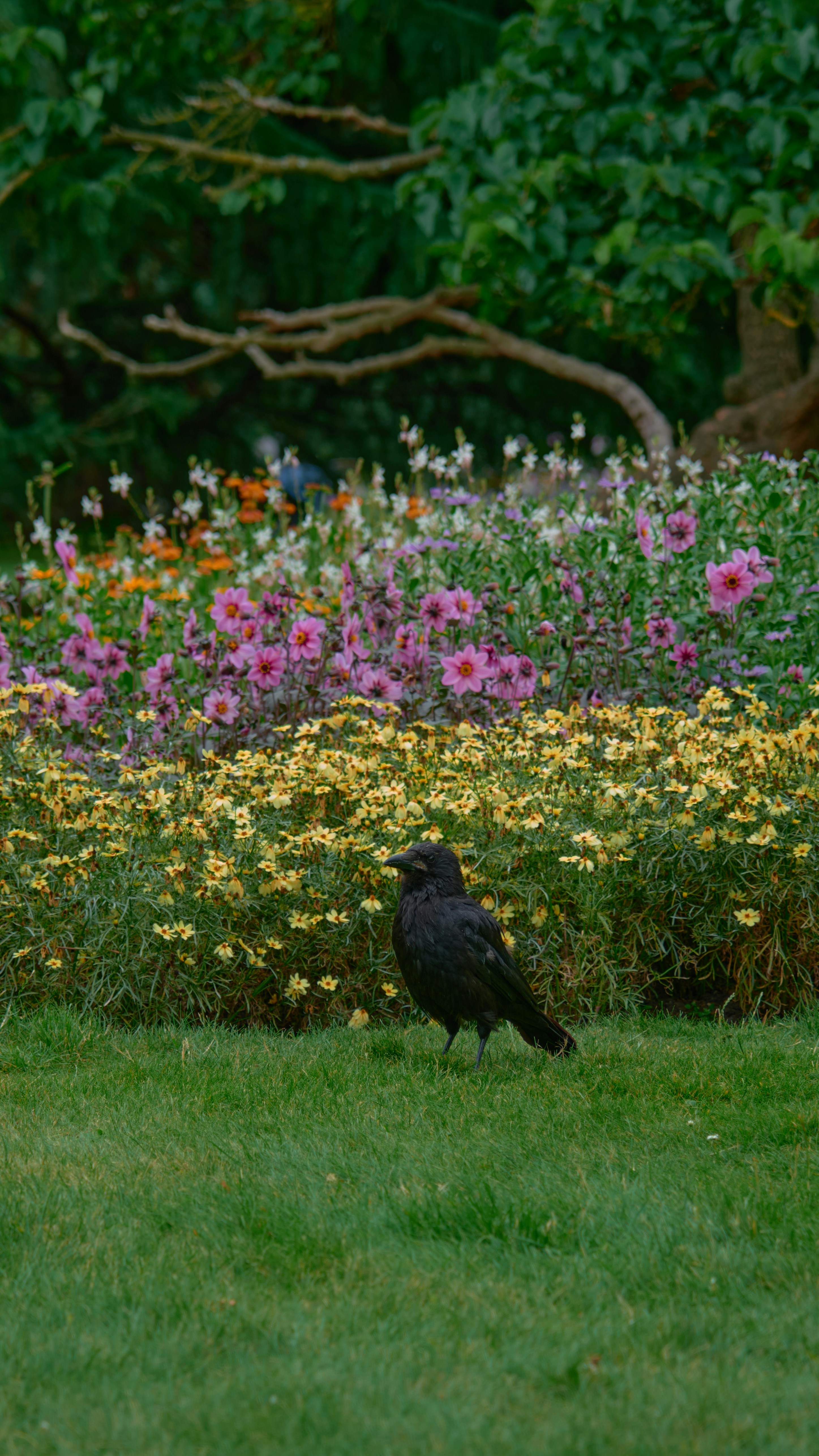 Crow Amid a Flowered Border: A Quiet Garden Moment