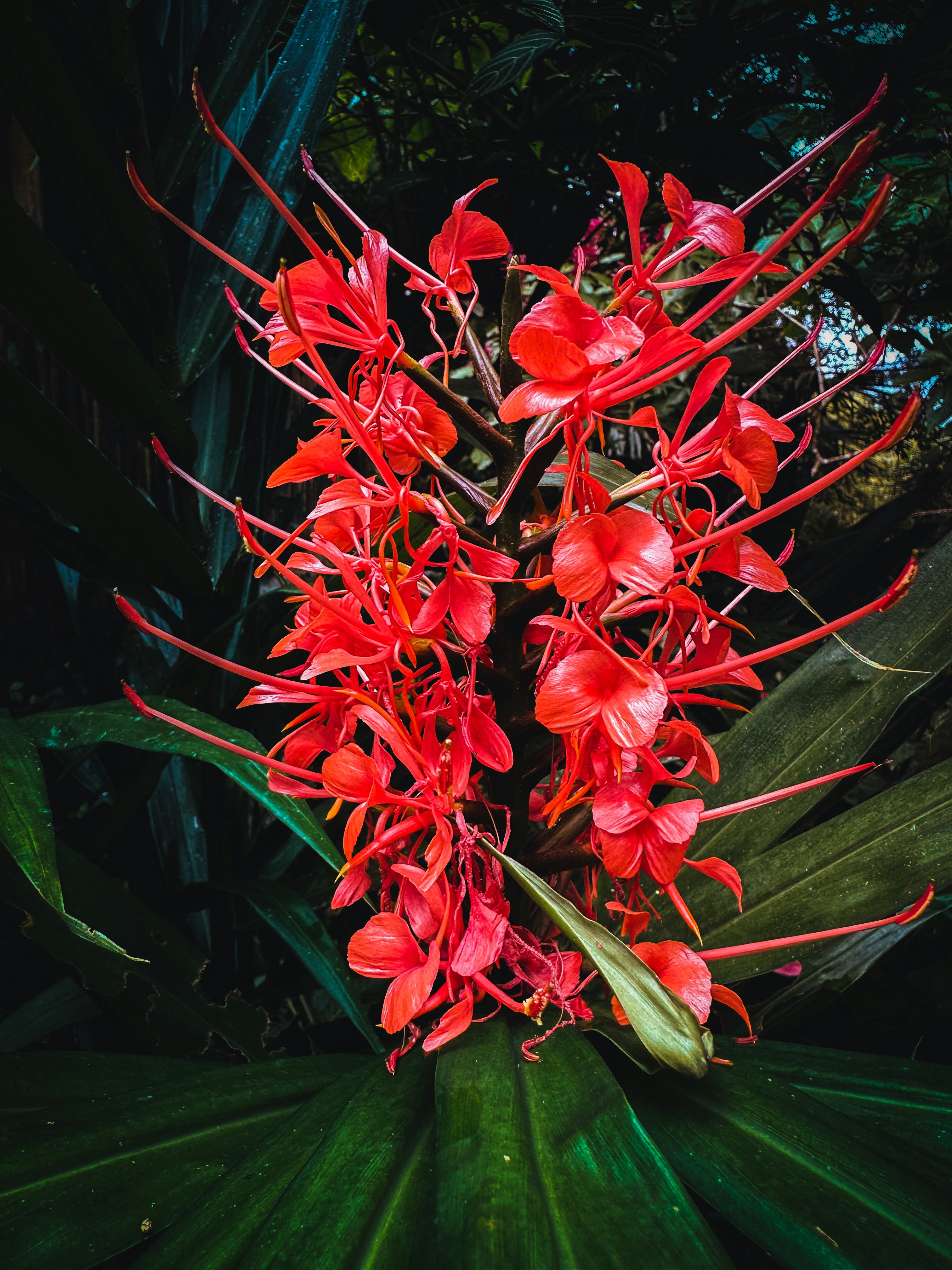 Flowers of The Amazon