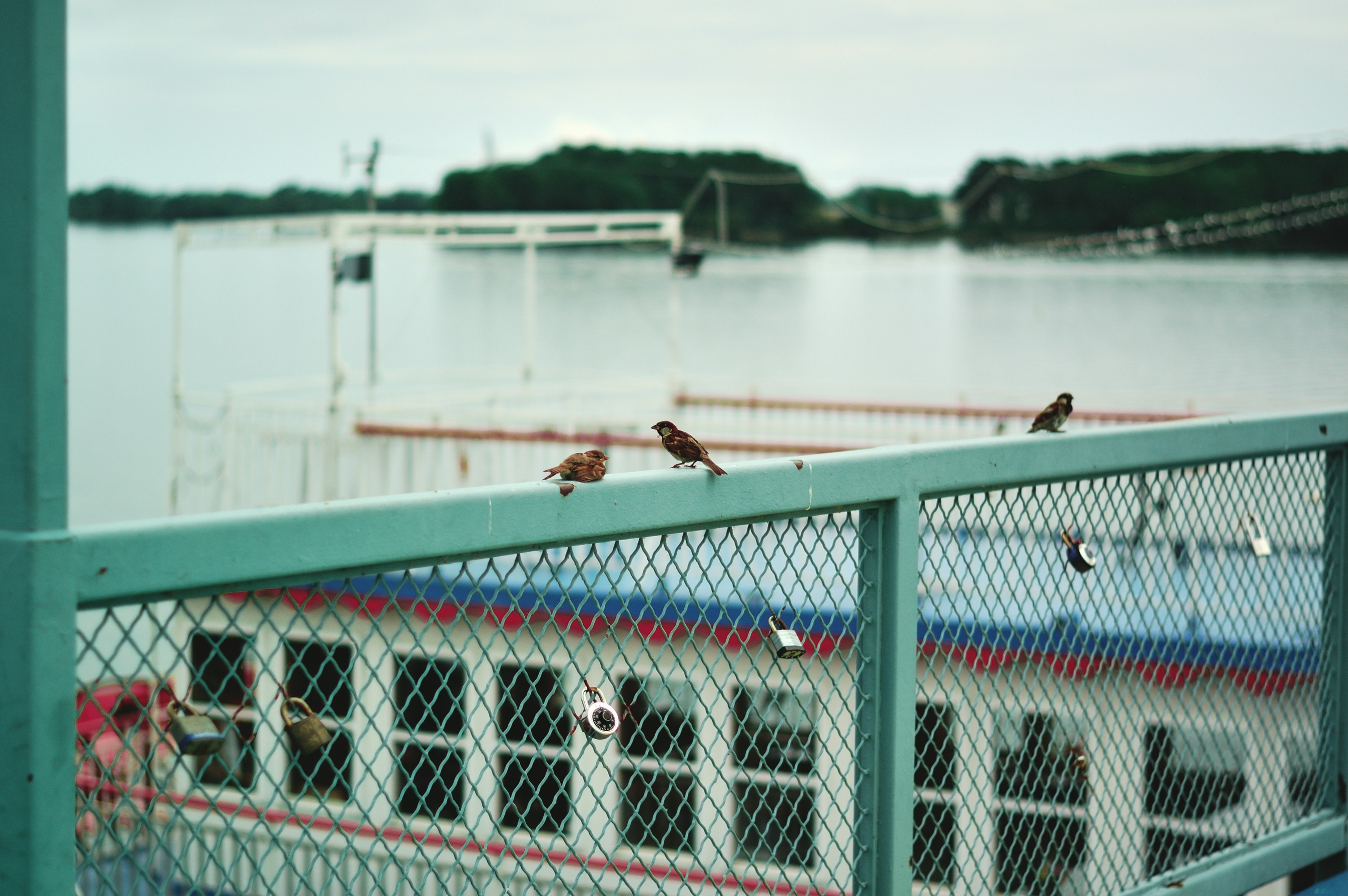 Three sparrows on a turquoise railing over a quiet harbor