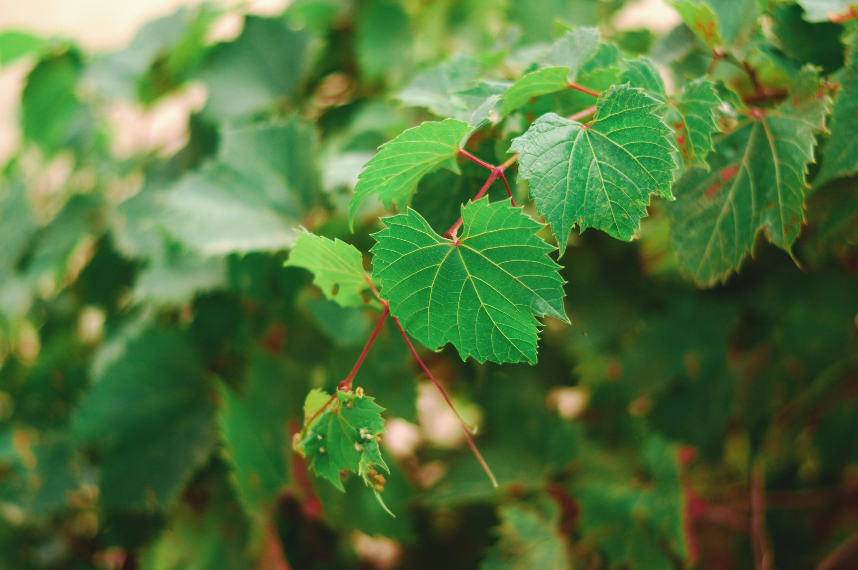 Photo by Photogon (Warren Valentine) with Nikon D70s