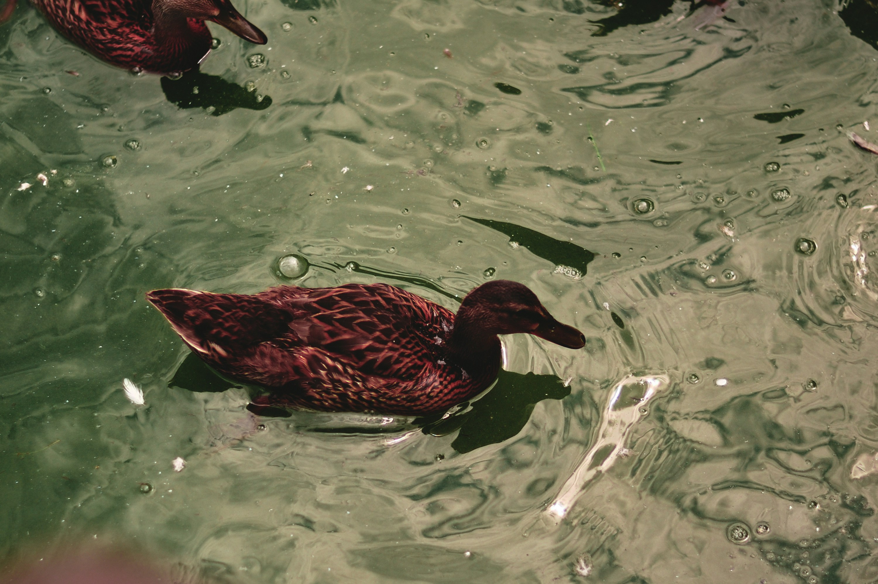 Emerald Glide: A Mallard Quietly Traverses Green Ripples