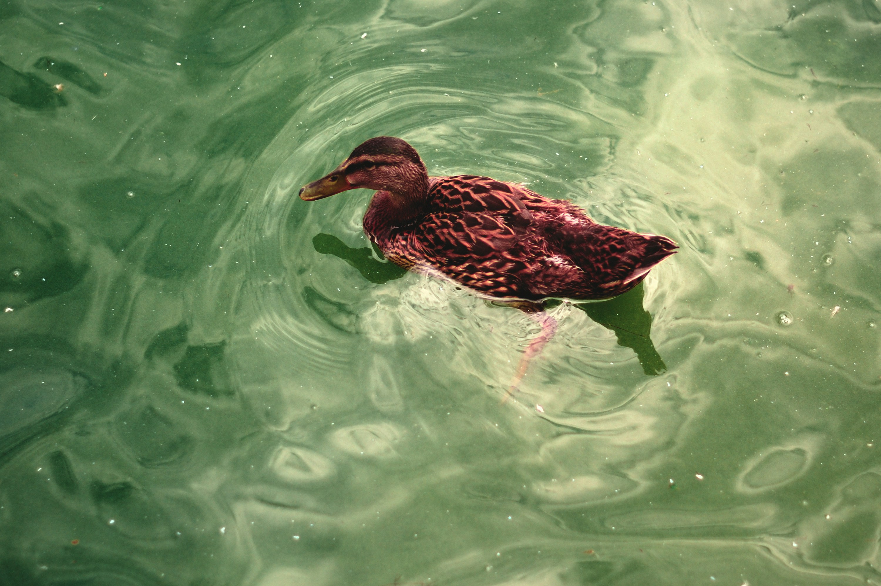 Photo by Photogon (Warren Valentine) with Nikon D70s