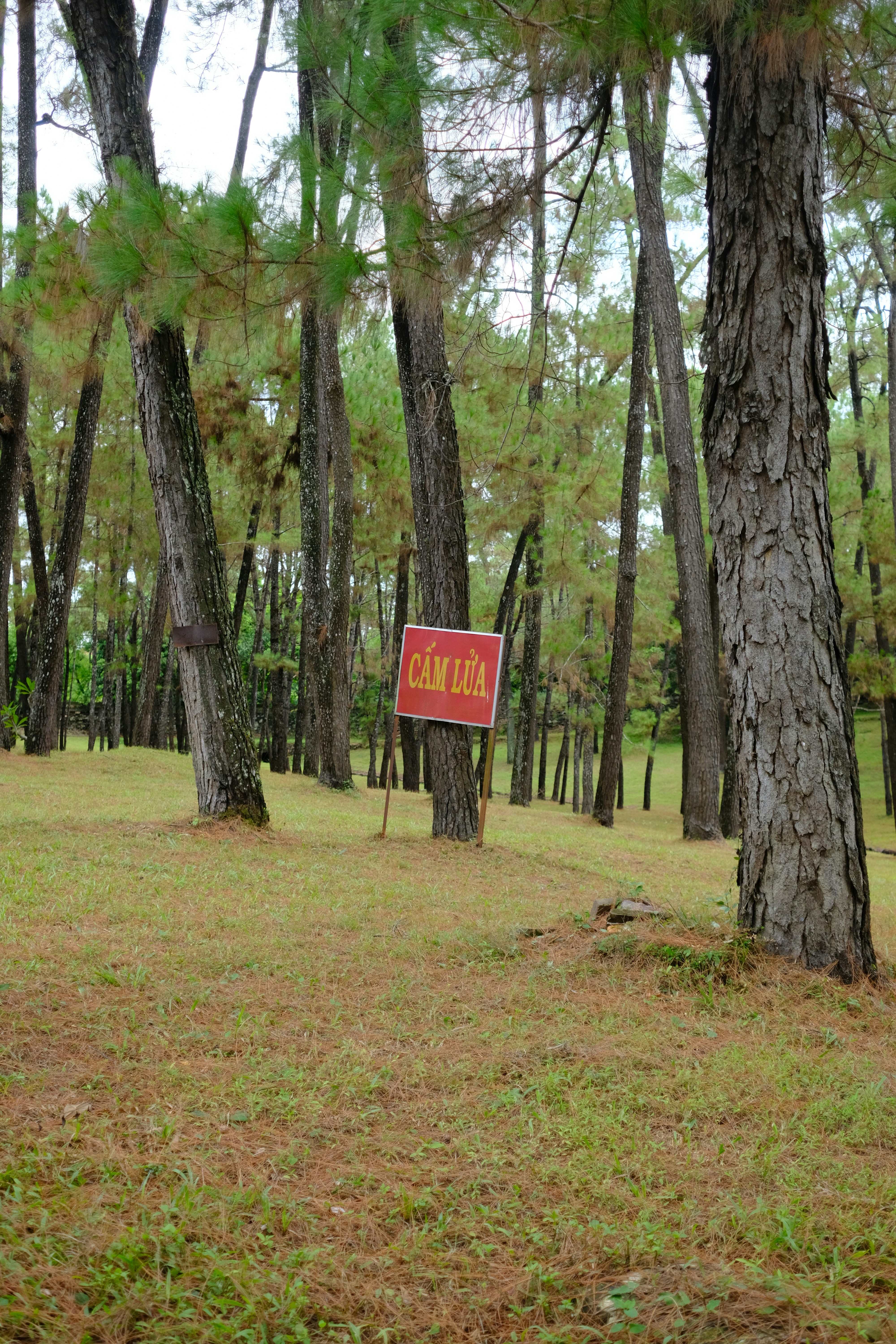 Red No-Fire Sign Framed by Towering Pines in a Serene Clearing