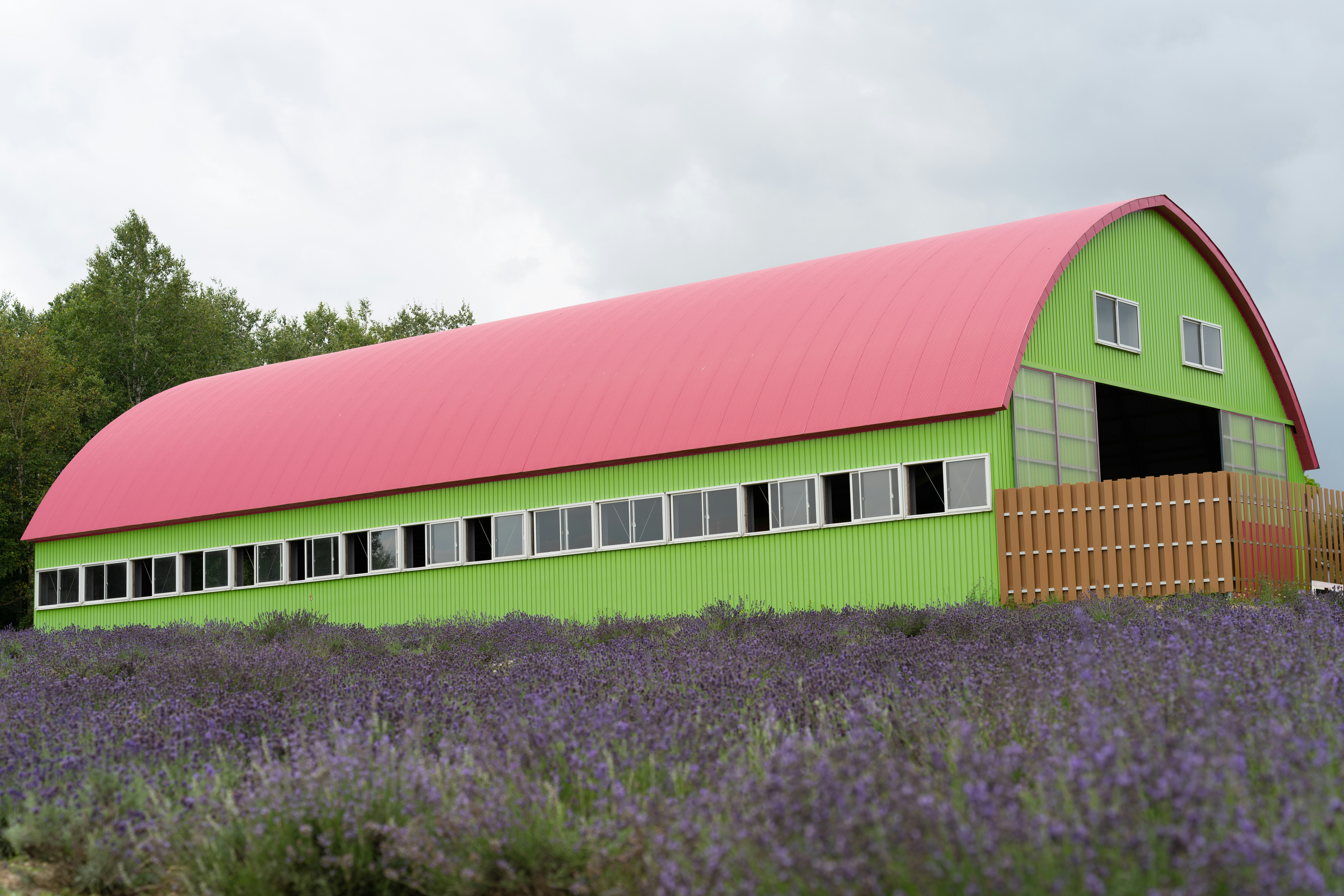 A green barn with a pink roof in a lavender field photo – Free Flower ...