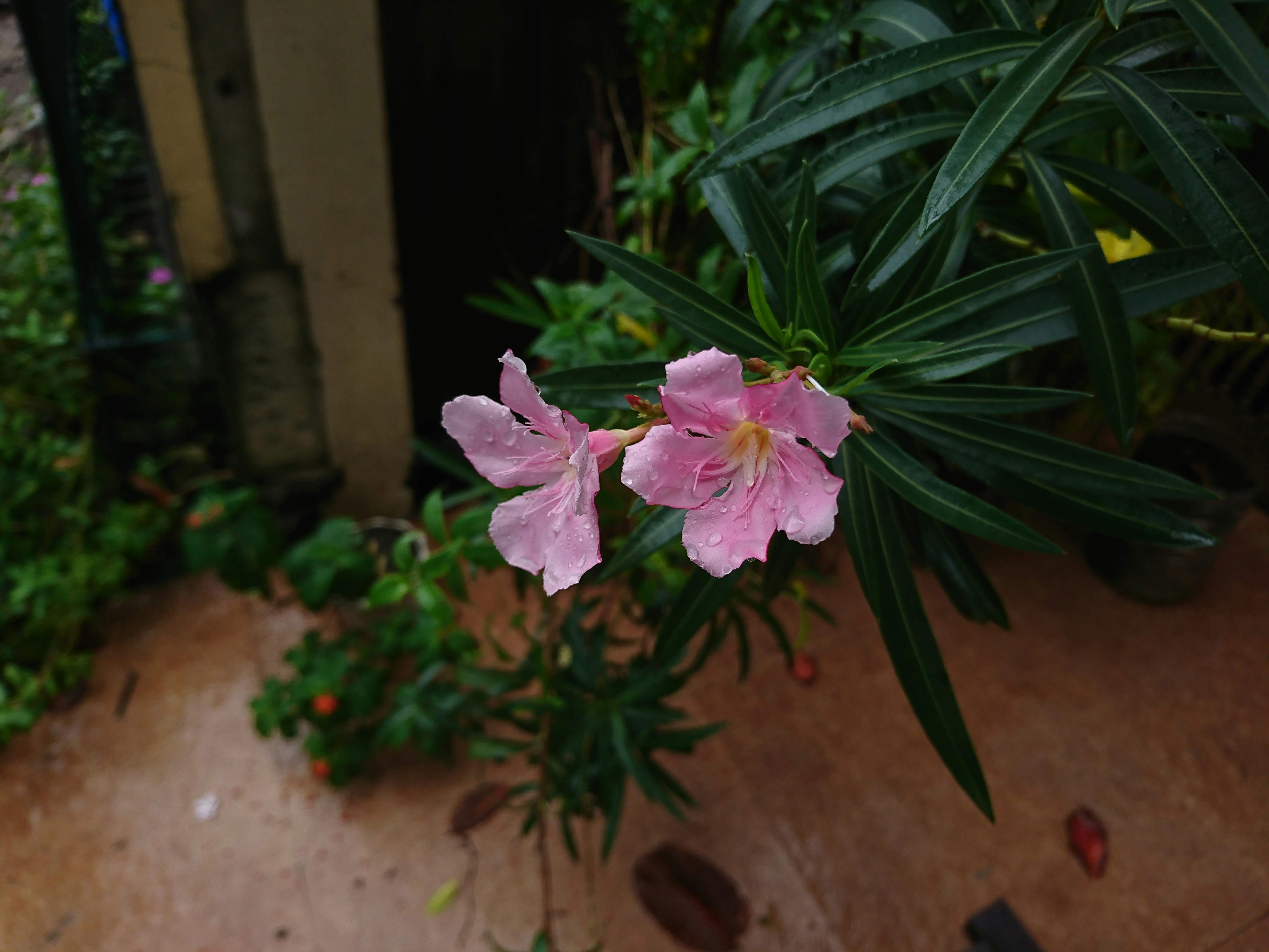 Close-up of a pink blossom framed by slender dark-green leaves in a shaded garden. The scene highlights the floral detail against a clay-colored ground.