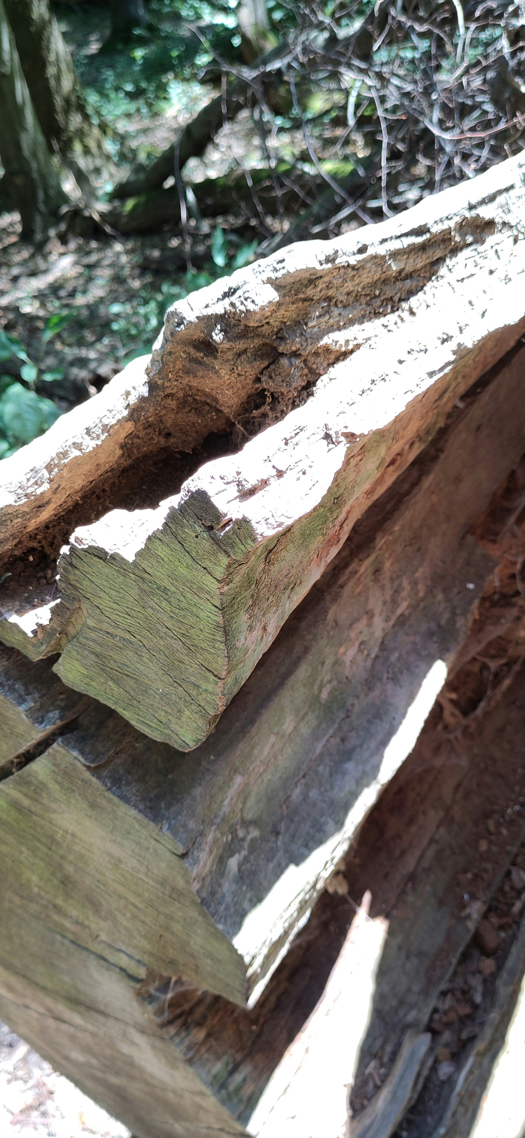 Close-up of weathered log ends in a forest stack, highlighting rough bark, moss hints, and natural textures.