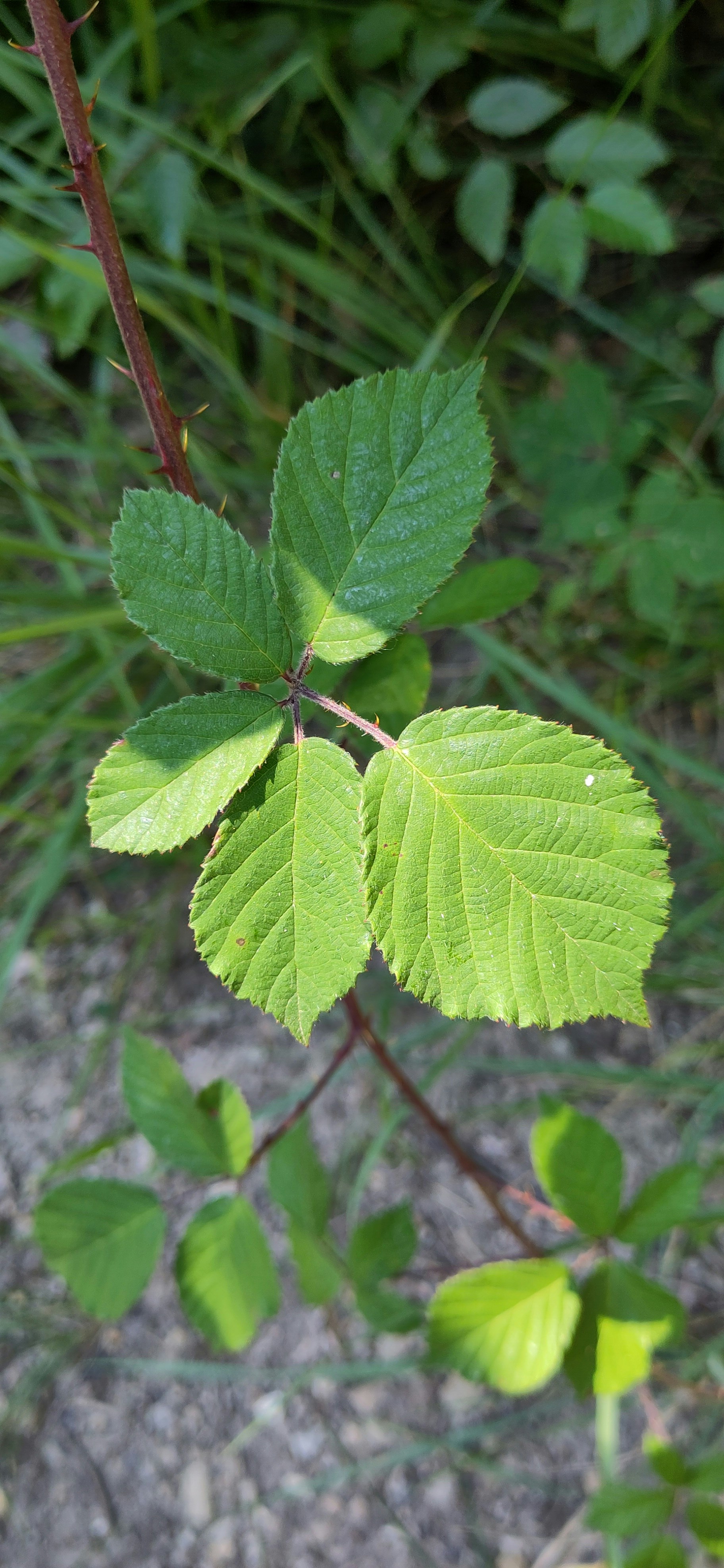 Sample photo from Fairphone 4