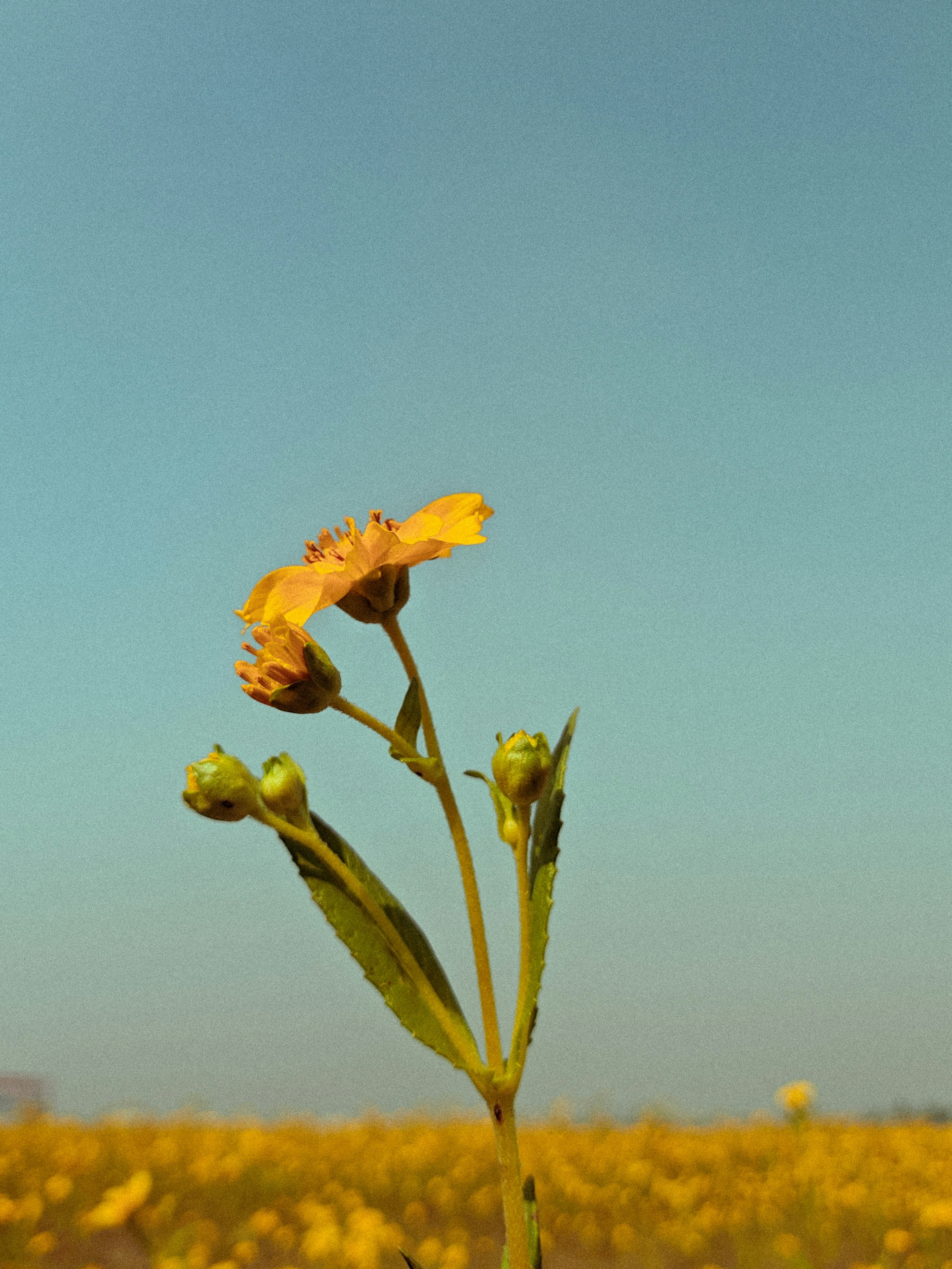 Close-up photograph of a solitary yellow wildflower against a clear blue sky, with a softly blurred field in the distance.