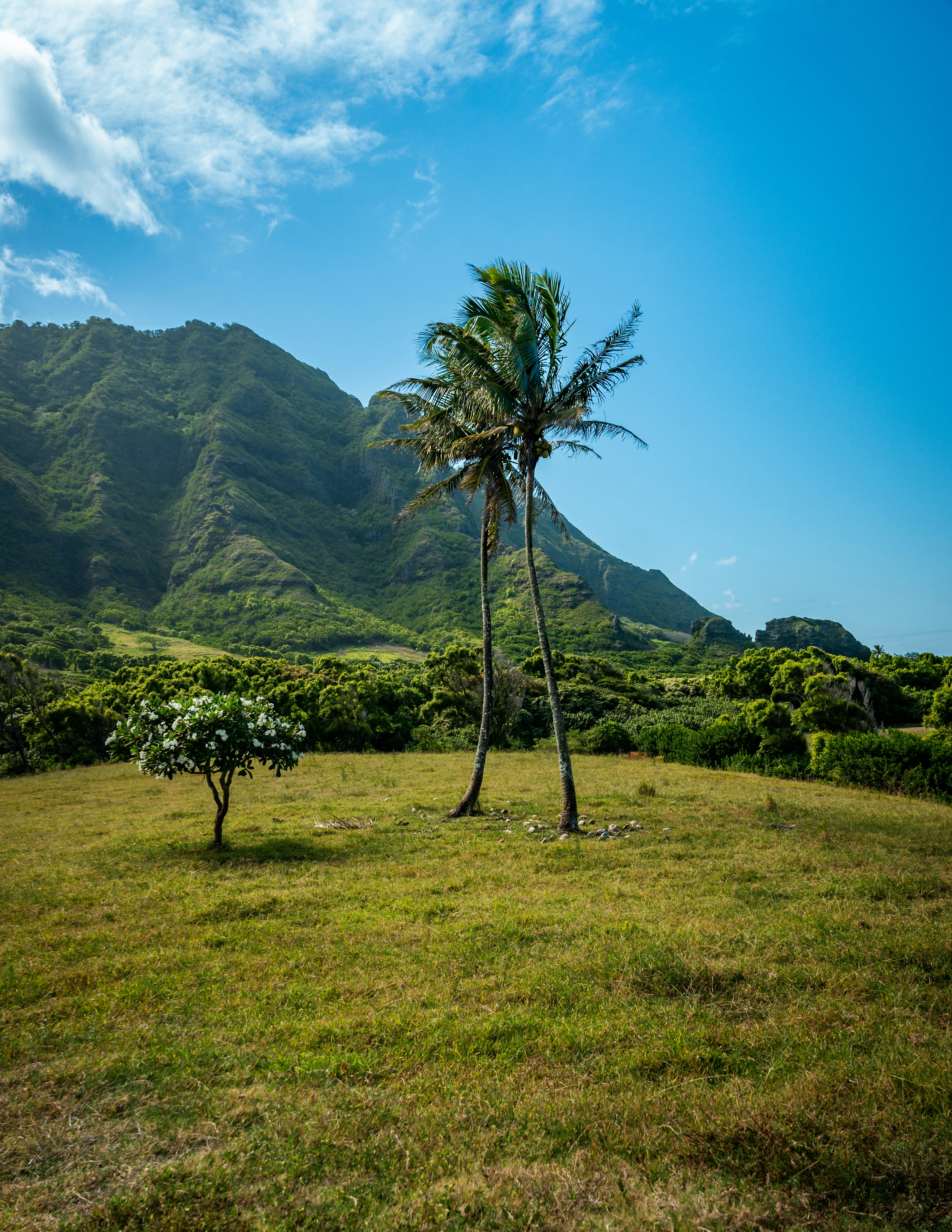 Two Palm Sentinels Over a Rolling Emerald Plain Beneath a Clear Blue Sky