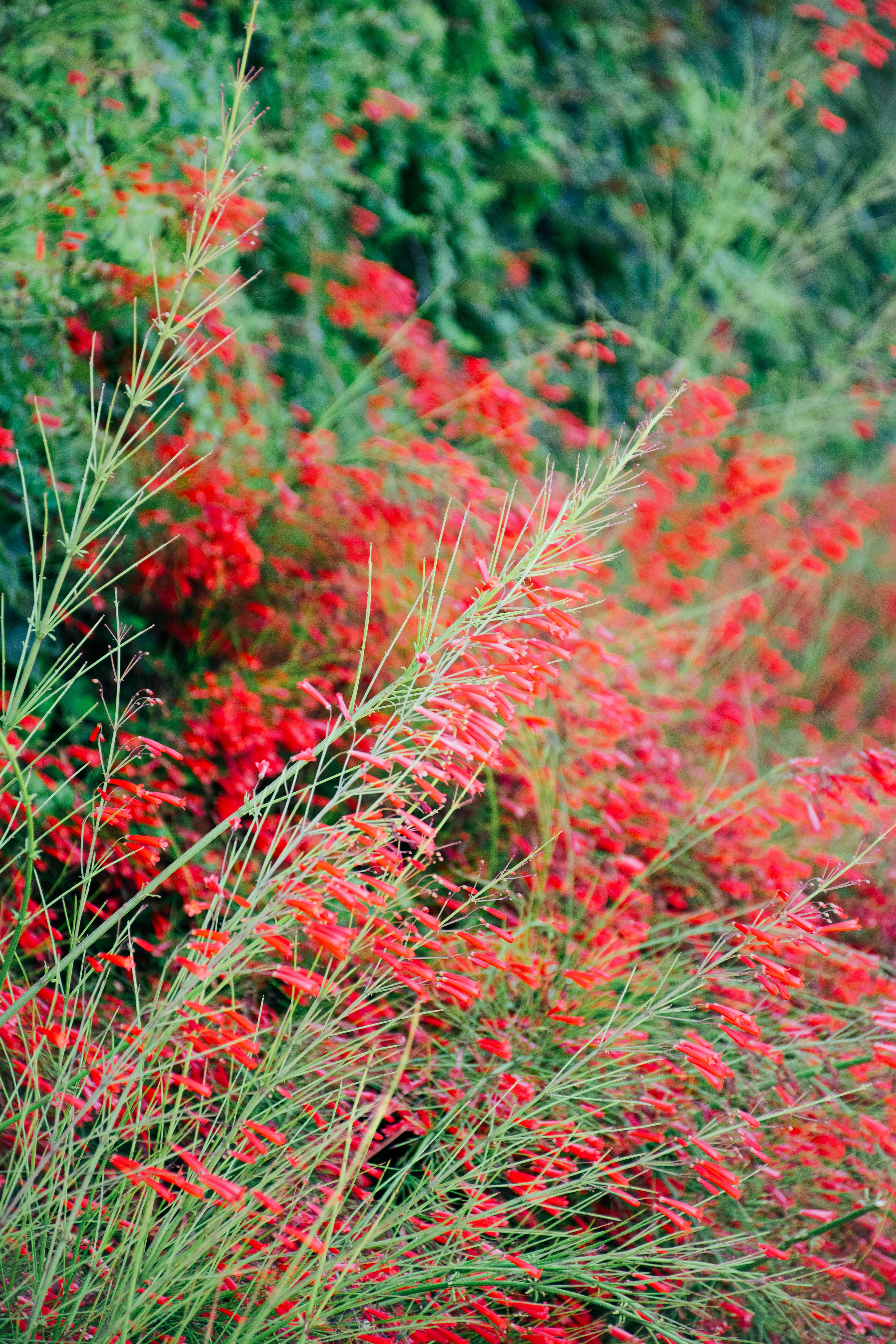 Crimson Bottlebrush Threads Weaving Through a Green Sea