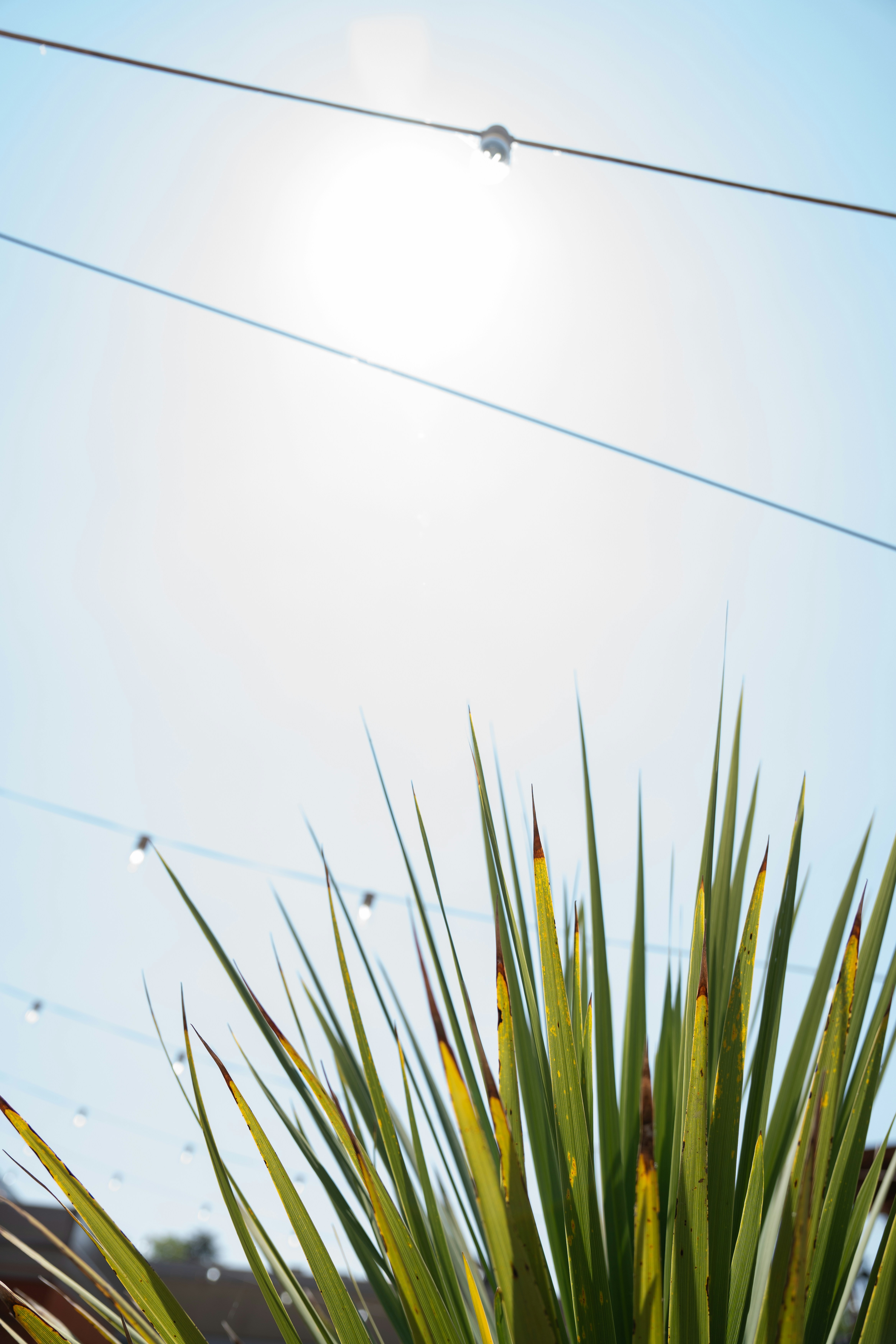 Sunlit Cables and Yucca: A Quiet Line Between Sky and Ground