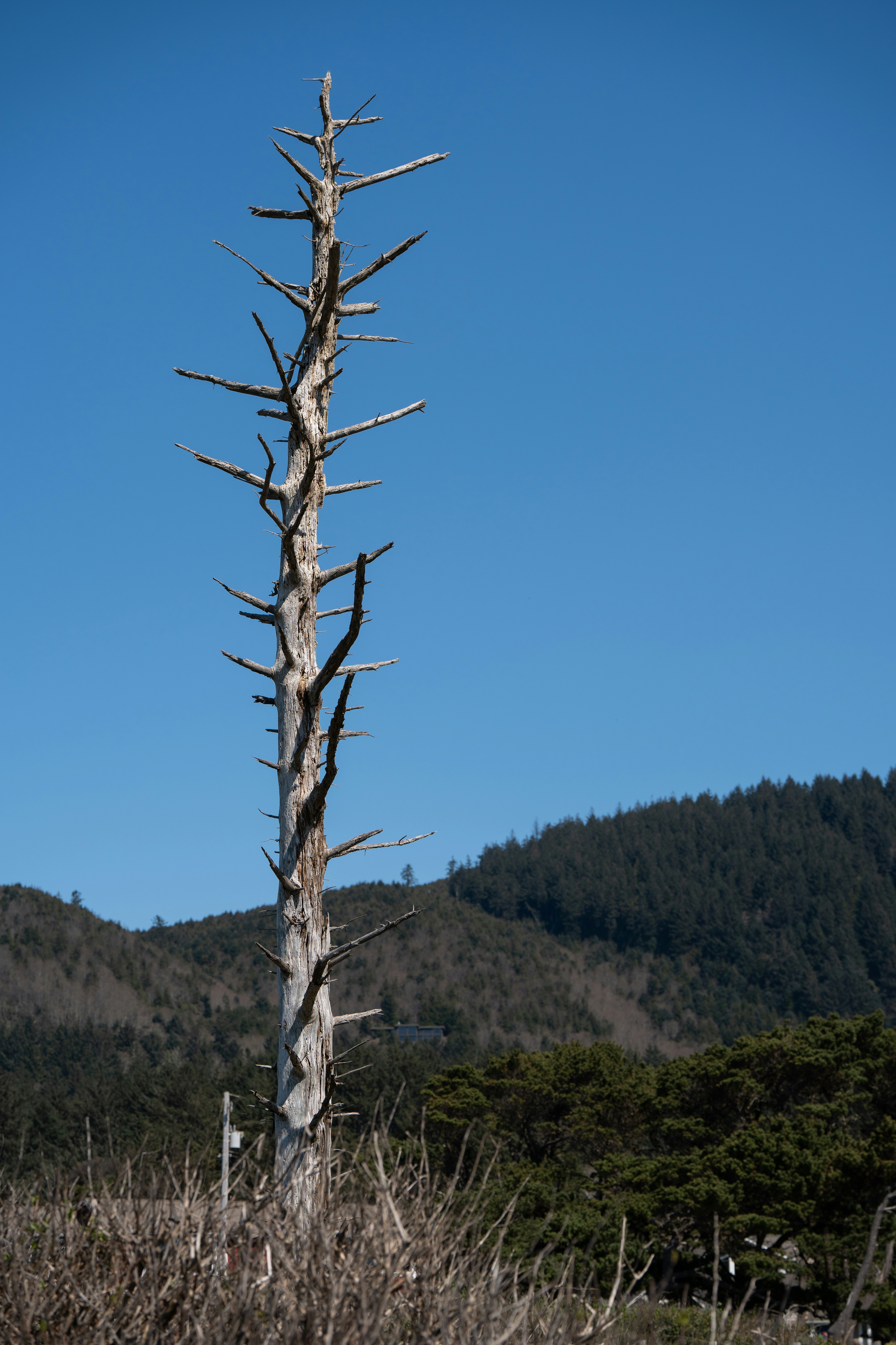 The Lone Drifter: A Weathered Sentinel Against a Clear Blue Sky