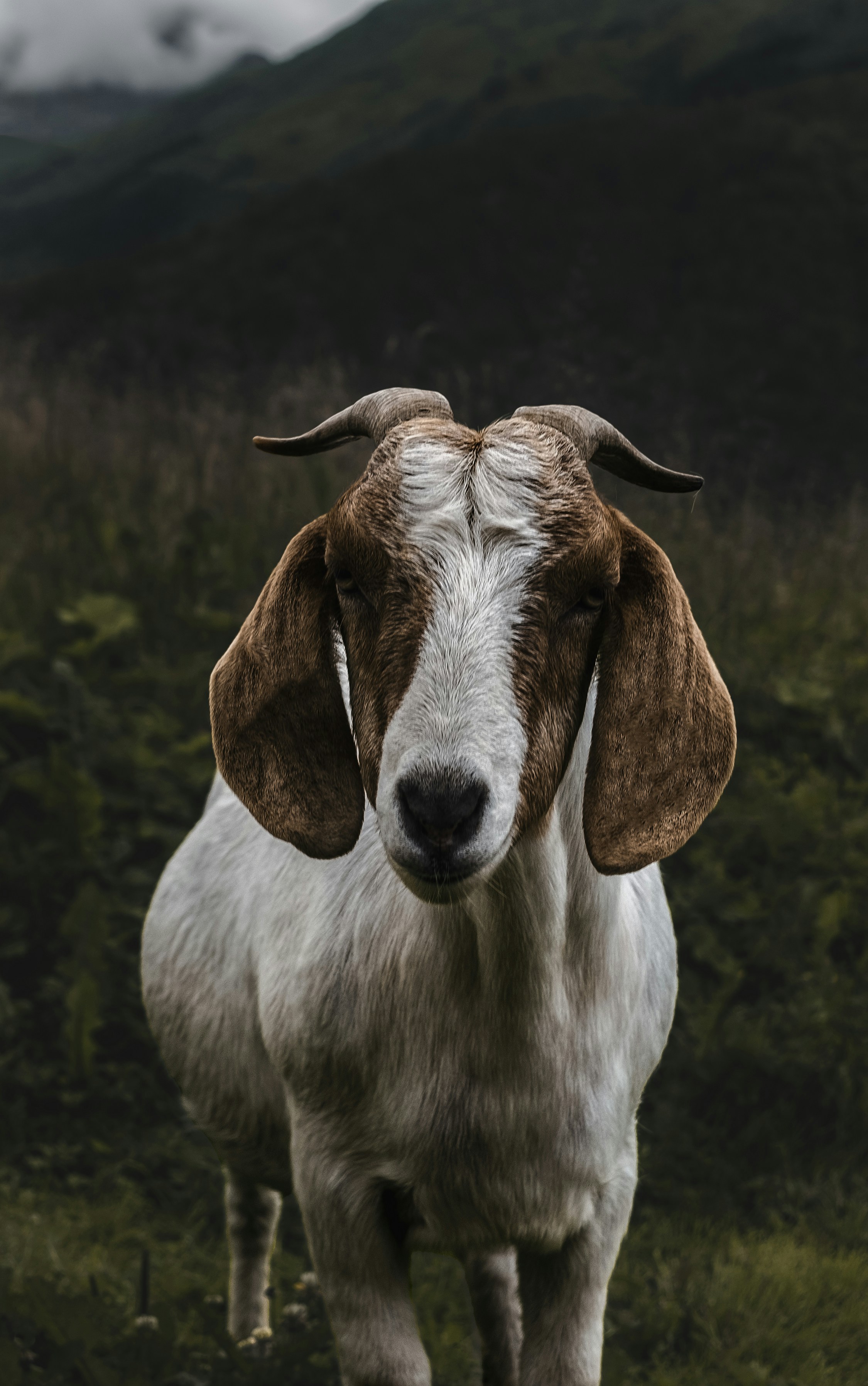 A brown and white goat standing on top of a lush green field photo ...