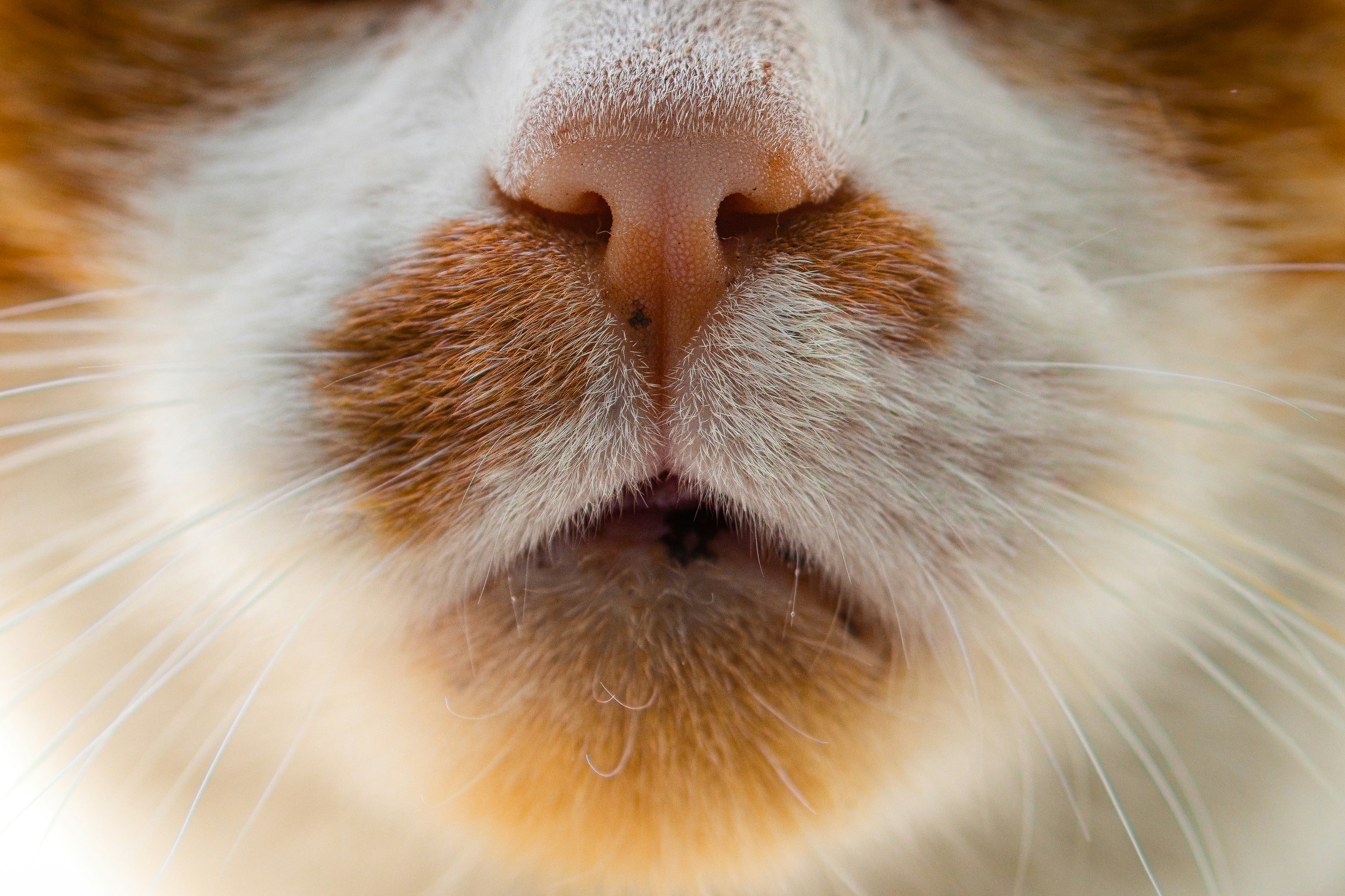 Close-up of a cat's nose and whiskers in warm orange and white tones under diffused lighting.