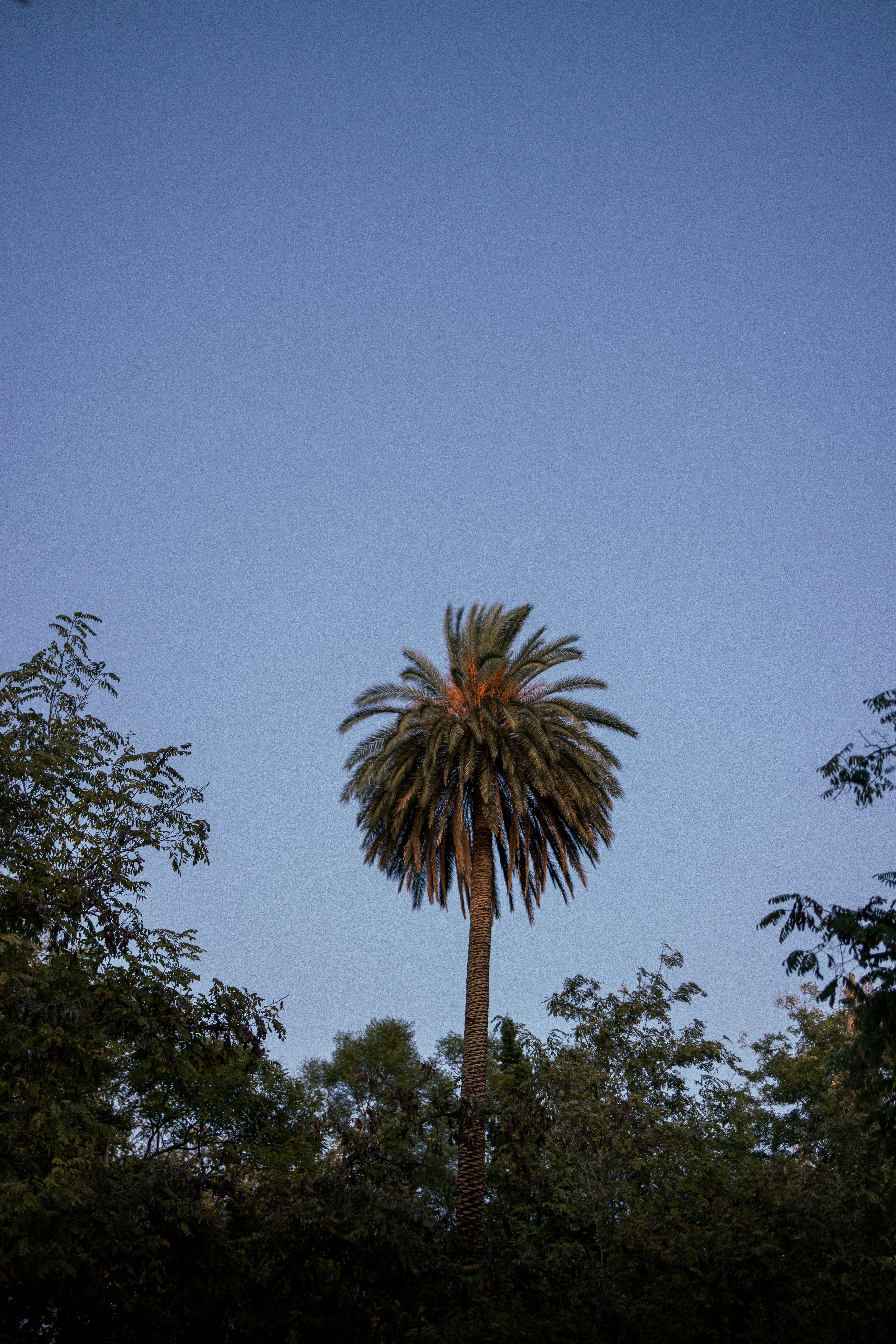 Palm Crown Against a Clear Sky: Sentinel of the Garden