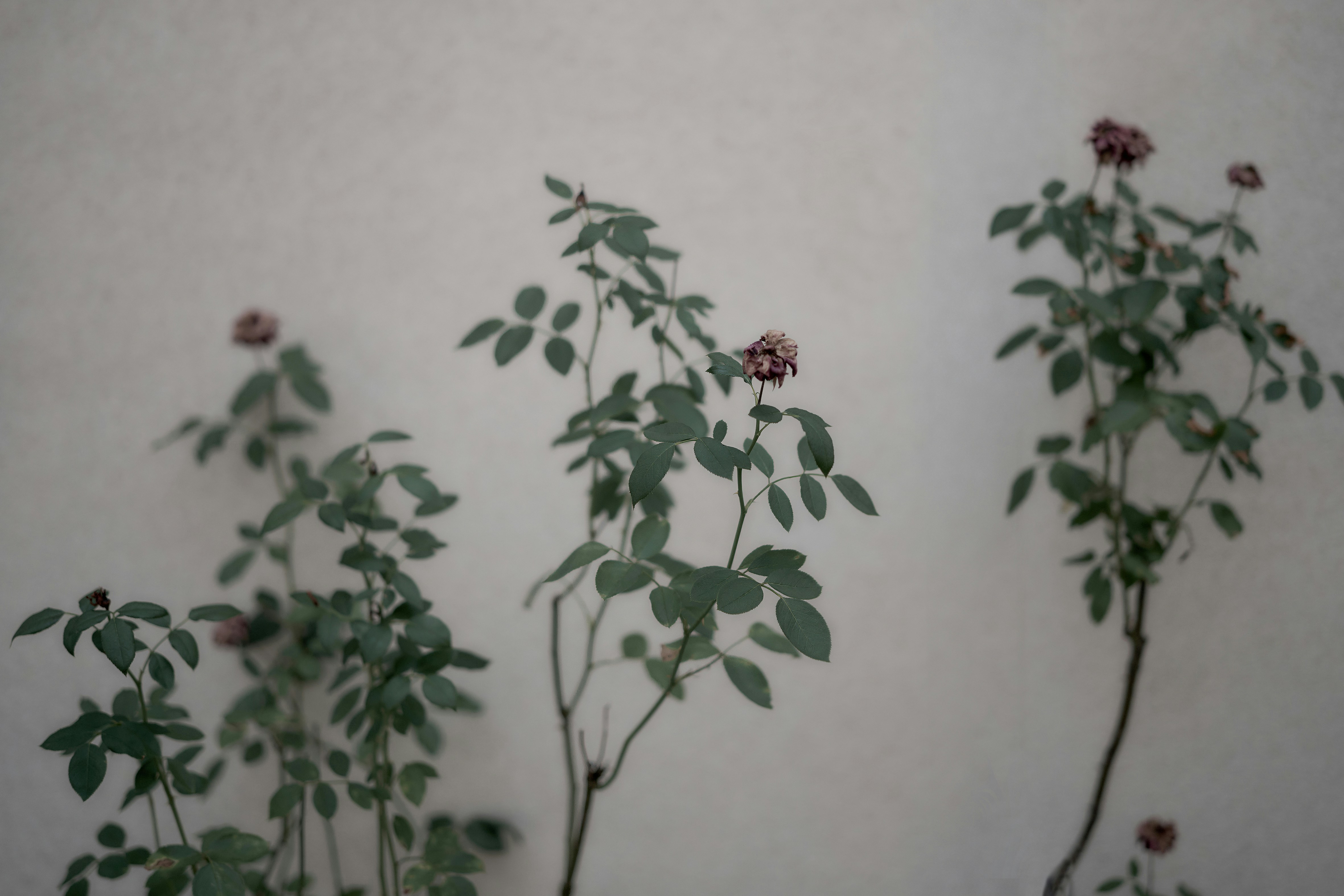 Three Slender Rose Stems Against a Pale Wall in Quiet Bloom
