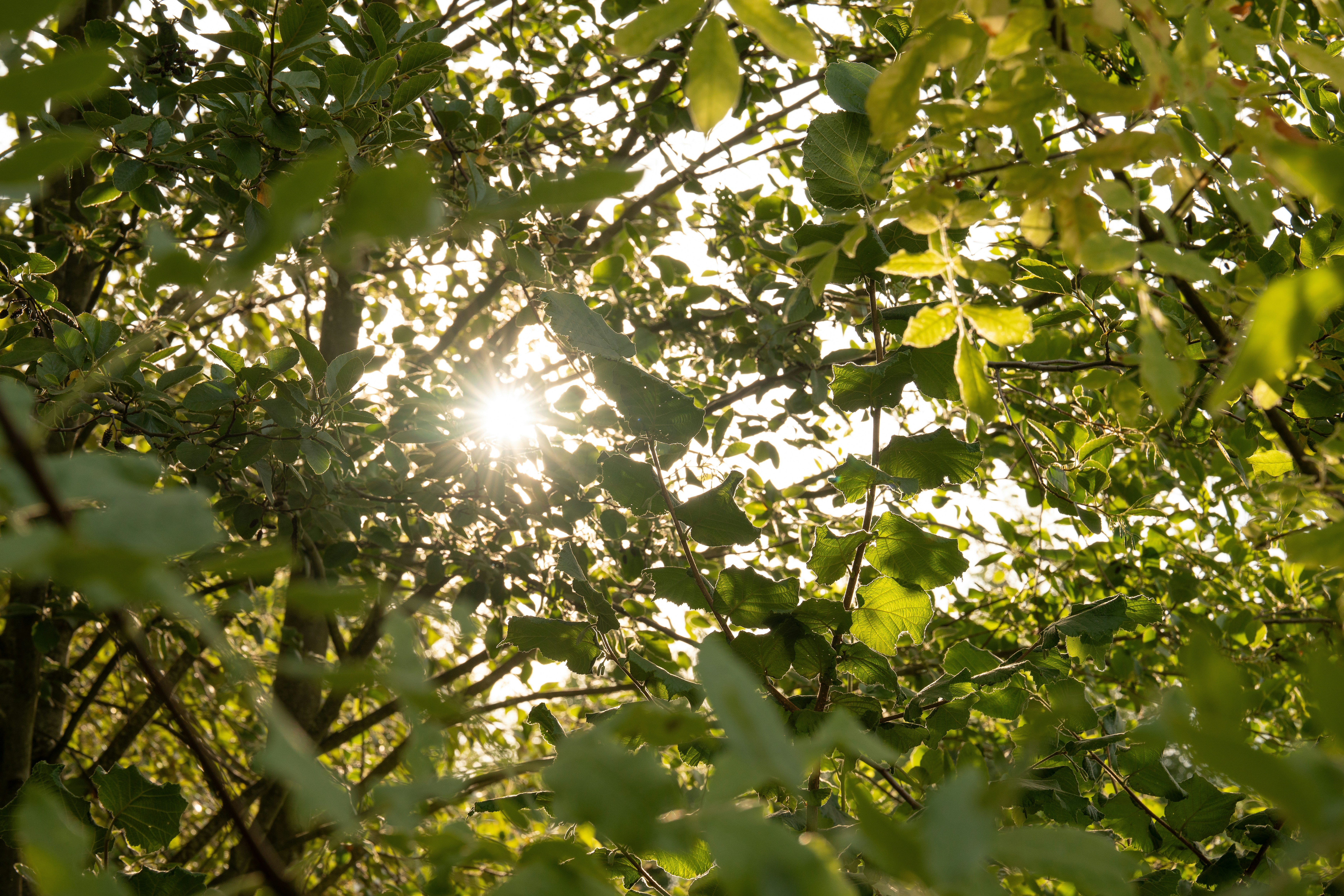 The sun shines through the leaves of a tree photo – Free Forest Image ...