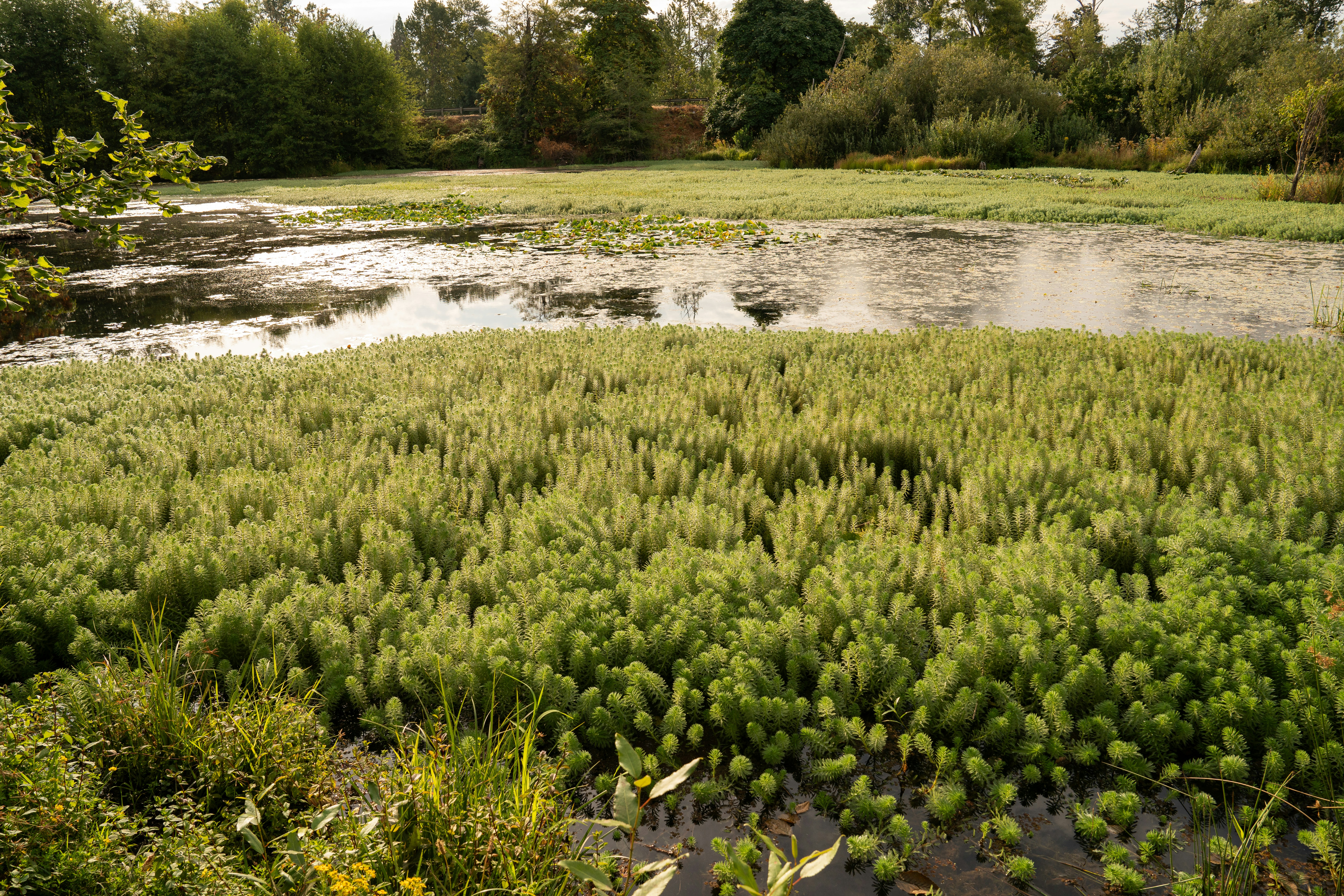 Emerald Marsh Edge: A Quiet Pond Framed by Wetland Greens