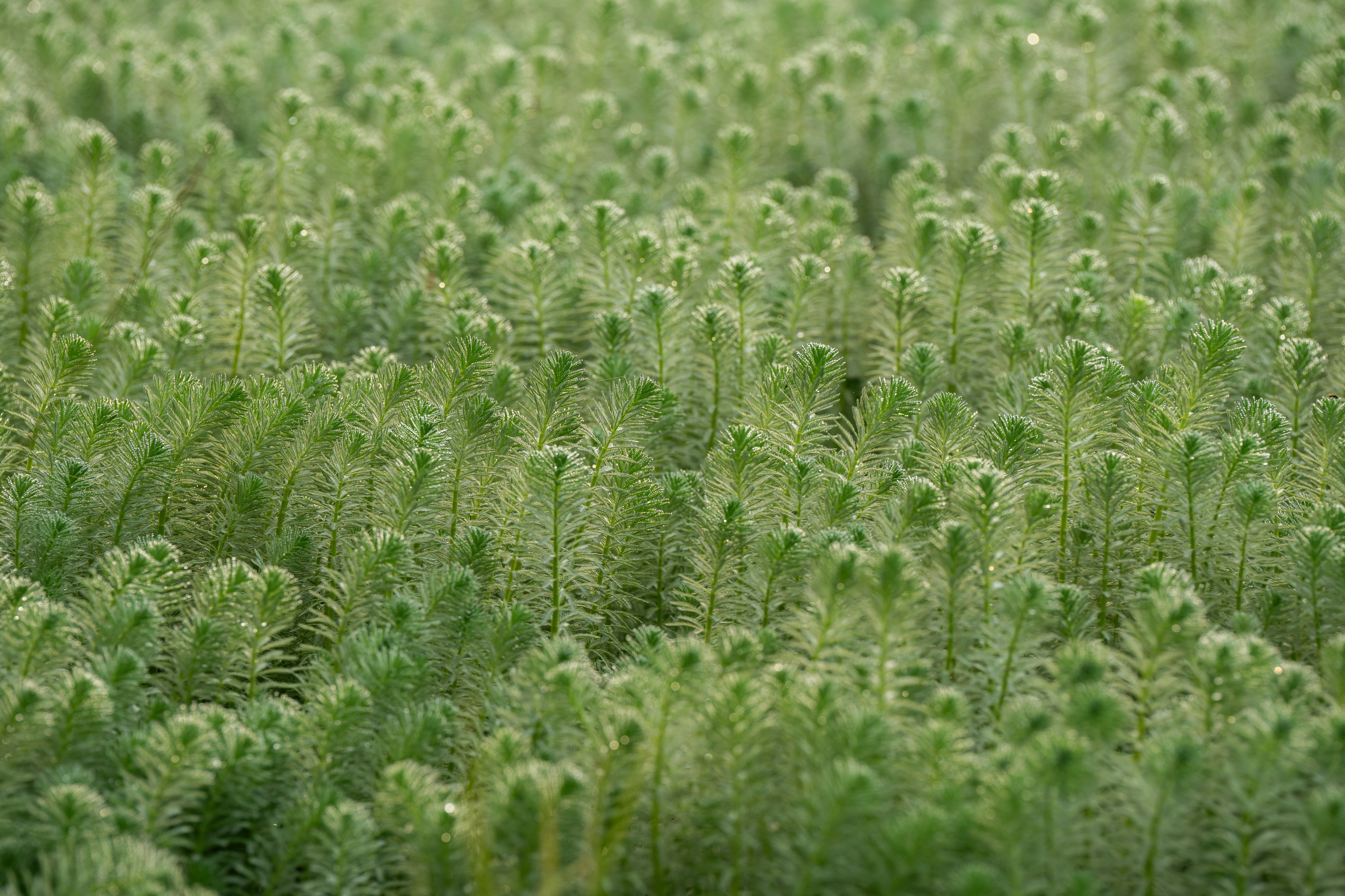 A field full of green plants with lots of leaves photo – Free Outdoor ...