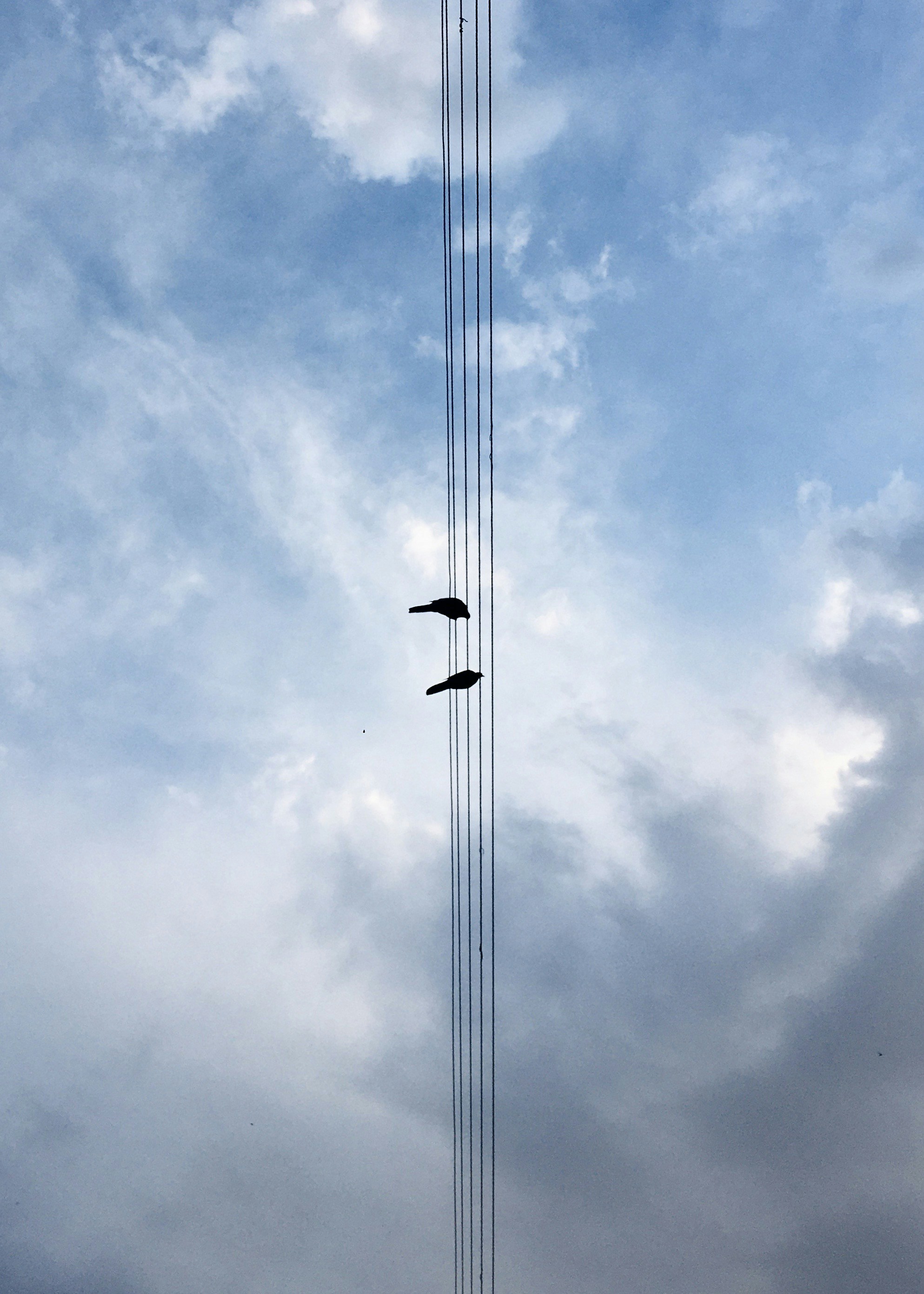 Birds on Silent Wires Against a Clouded Sky