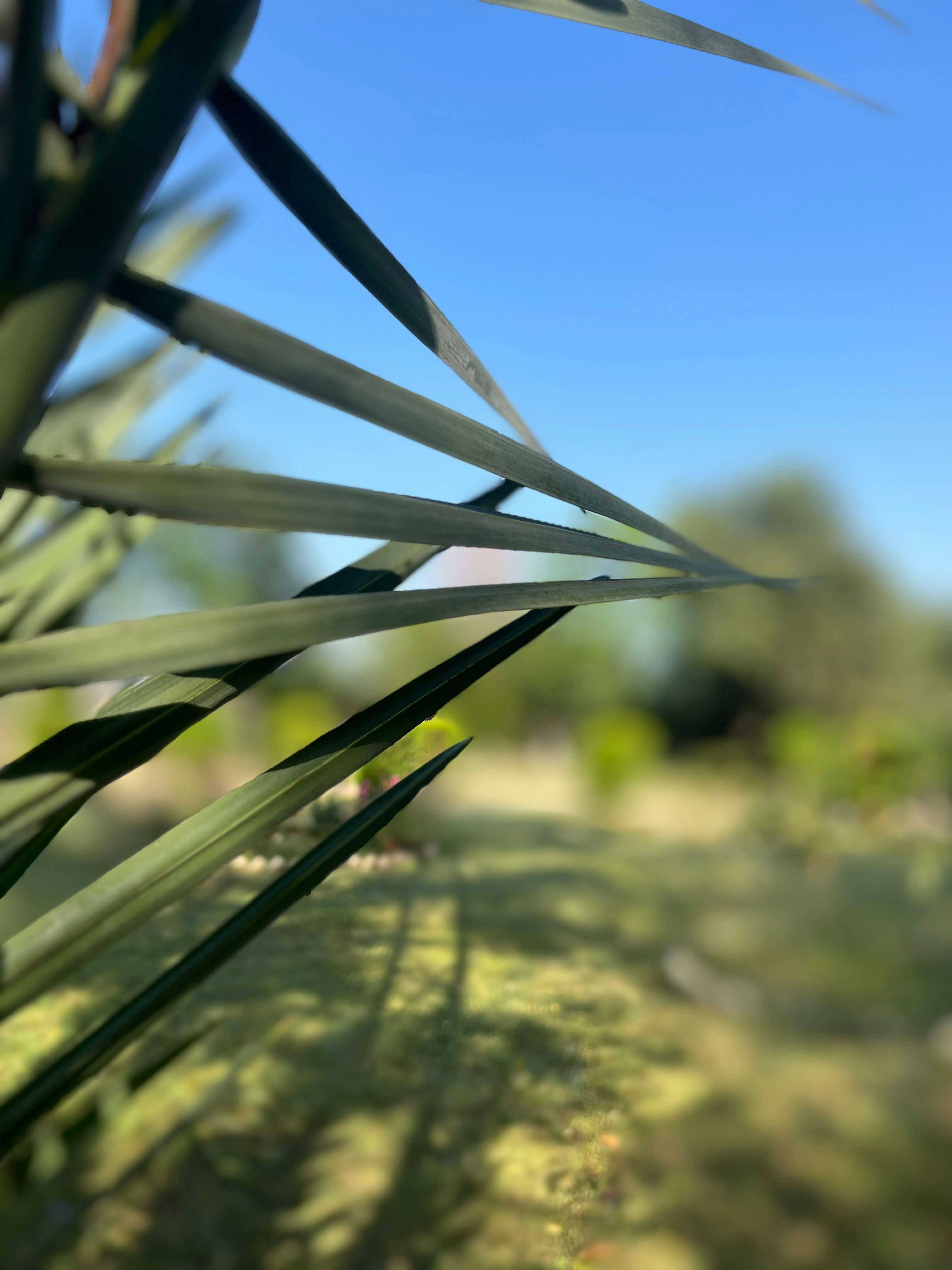 Crossing blades against a cobalt sky: a macro study in leaf geometry