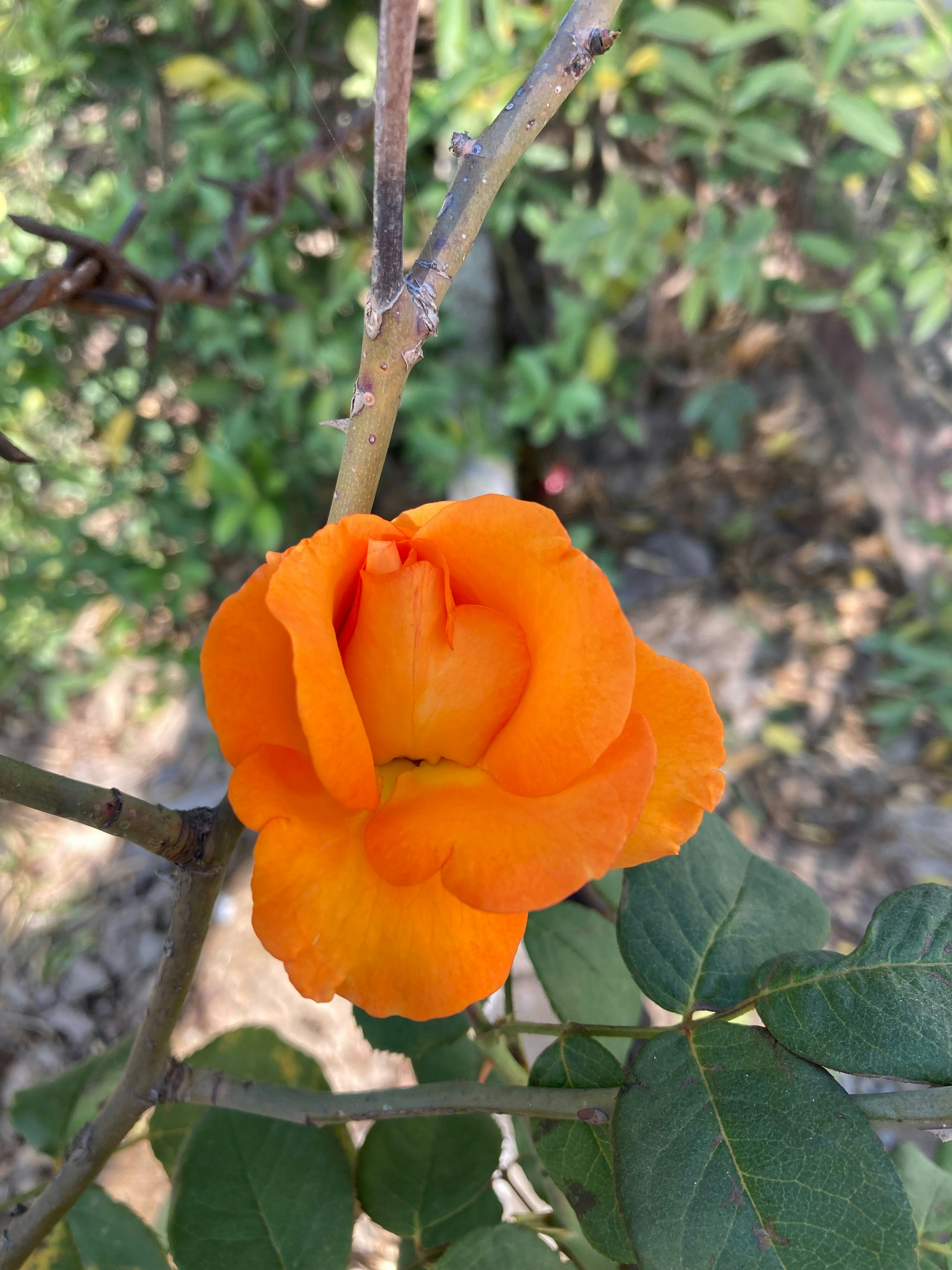Amber Blossom in a Garden Atlas