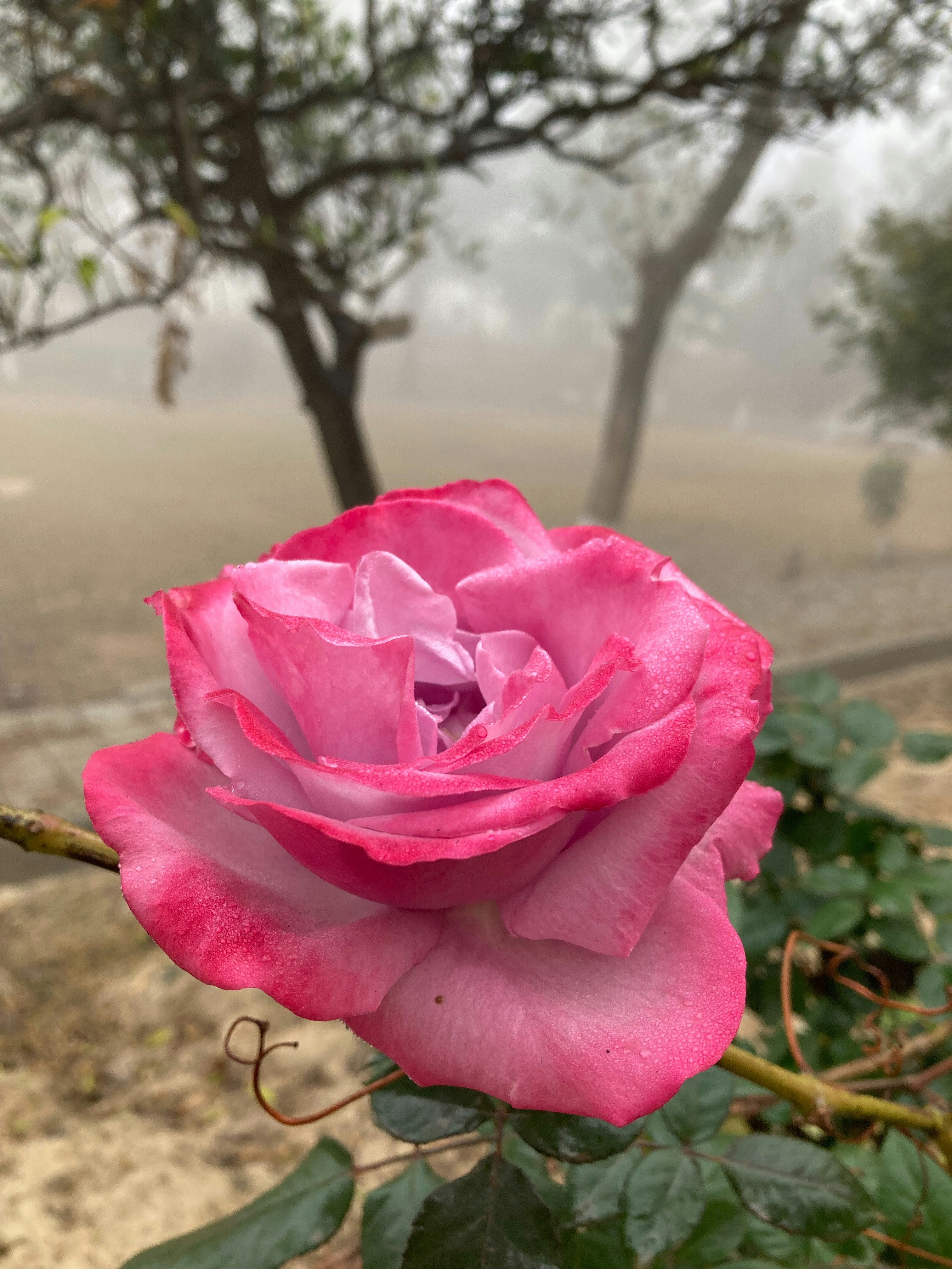 A pink rose is blooming on a foggy day photo – Free Flower Image on ...