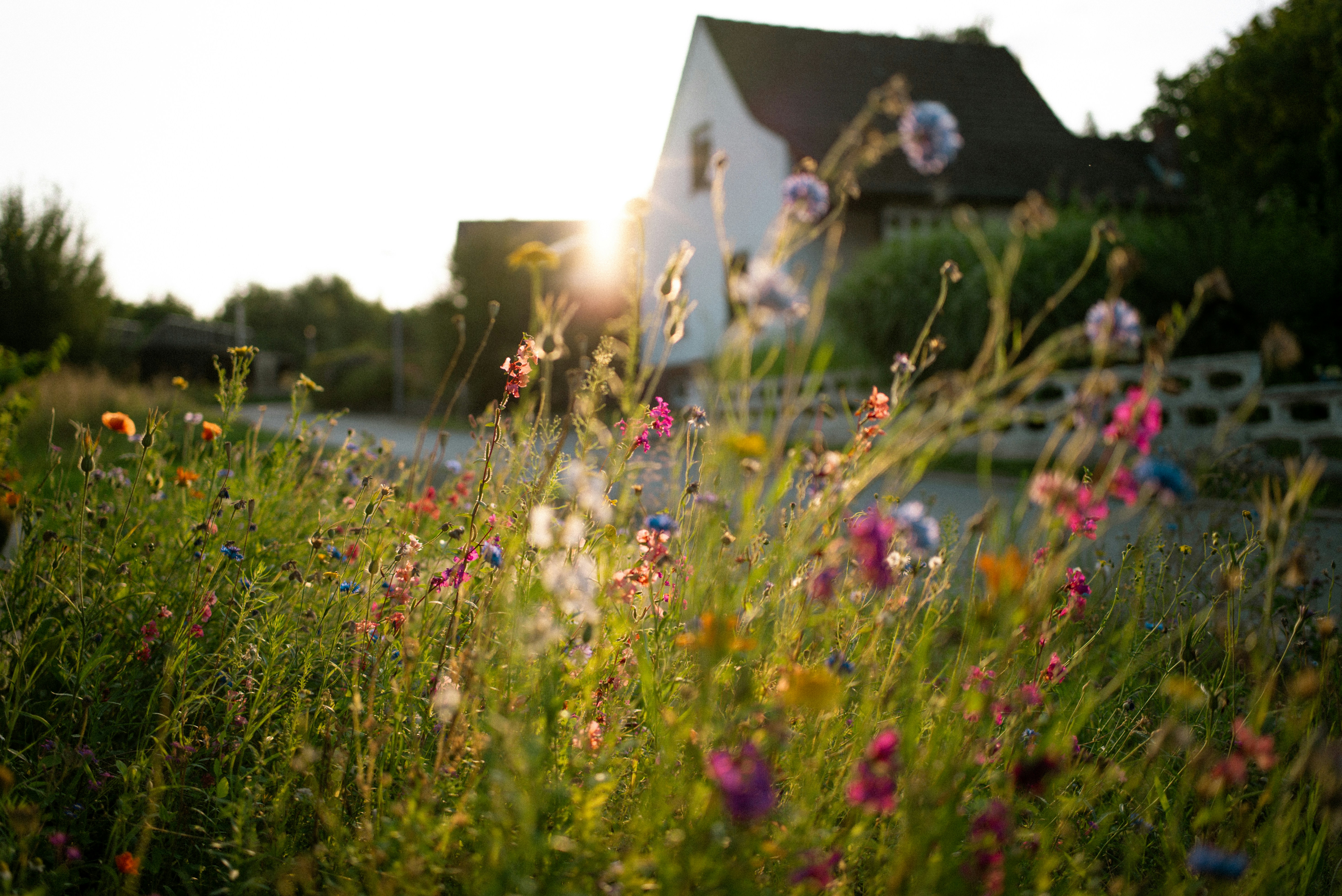 Ein Feld mit Wildblumen vor einem Haus Foto – Kostenloses Bild zum ...