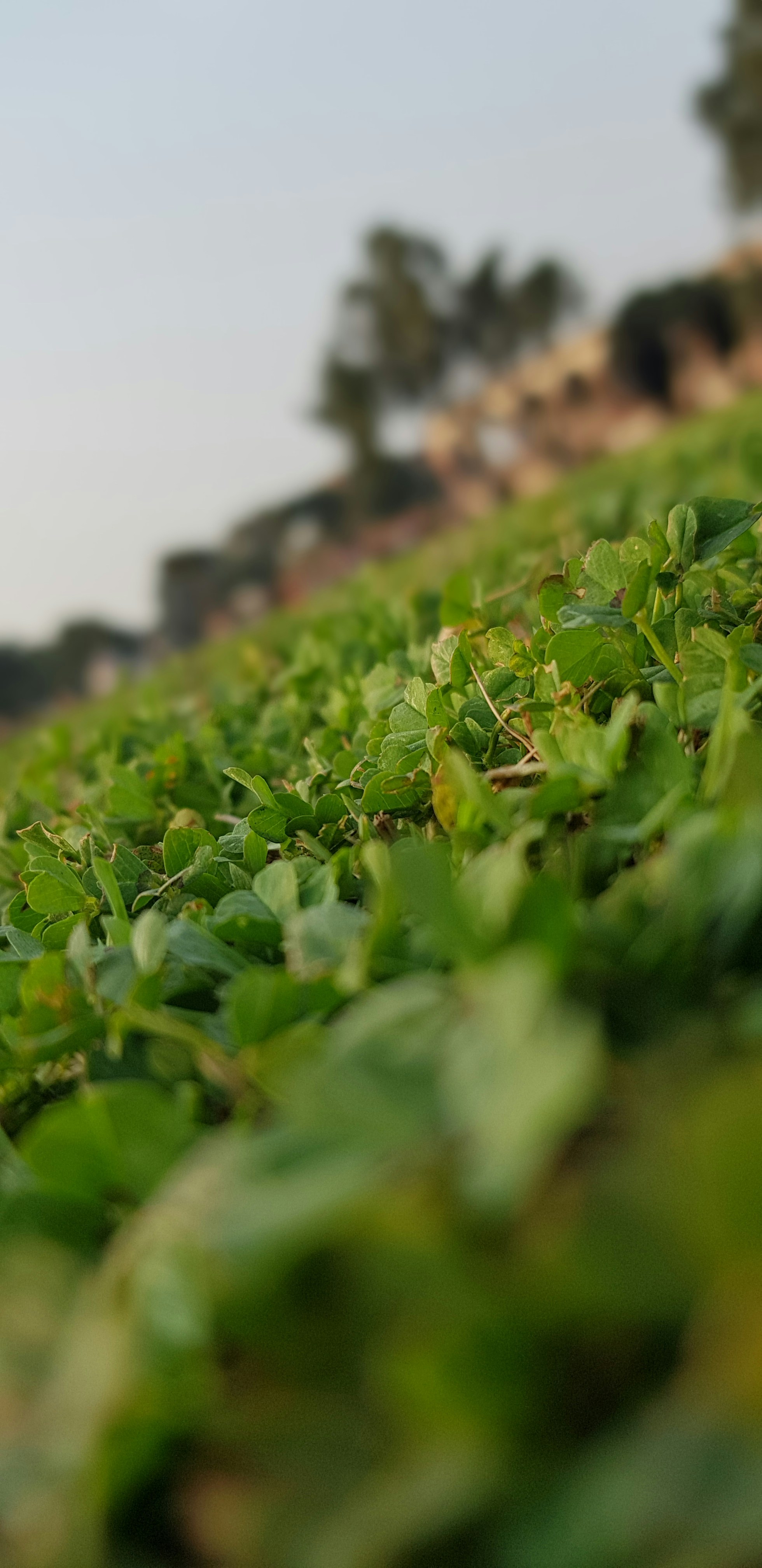 Green Velvet in Focus: Hedge Leaves Up Close with a Distant Blur