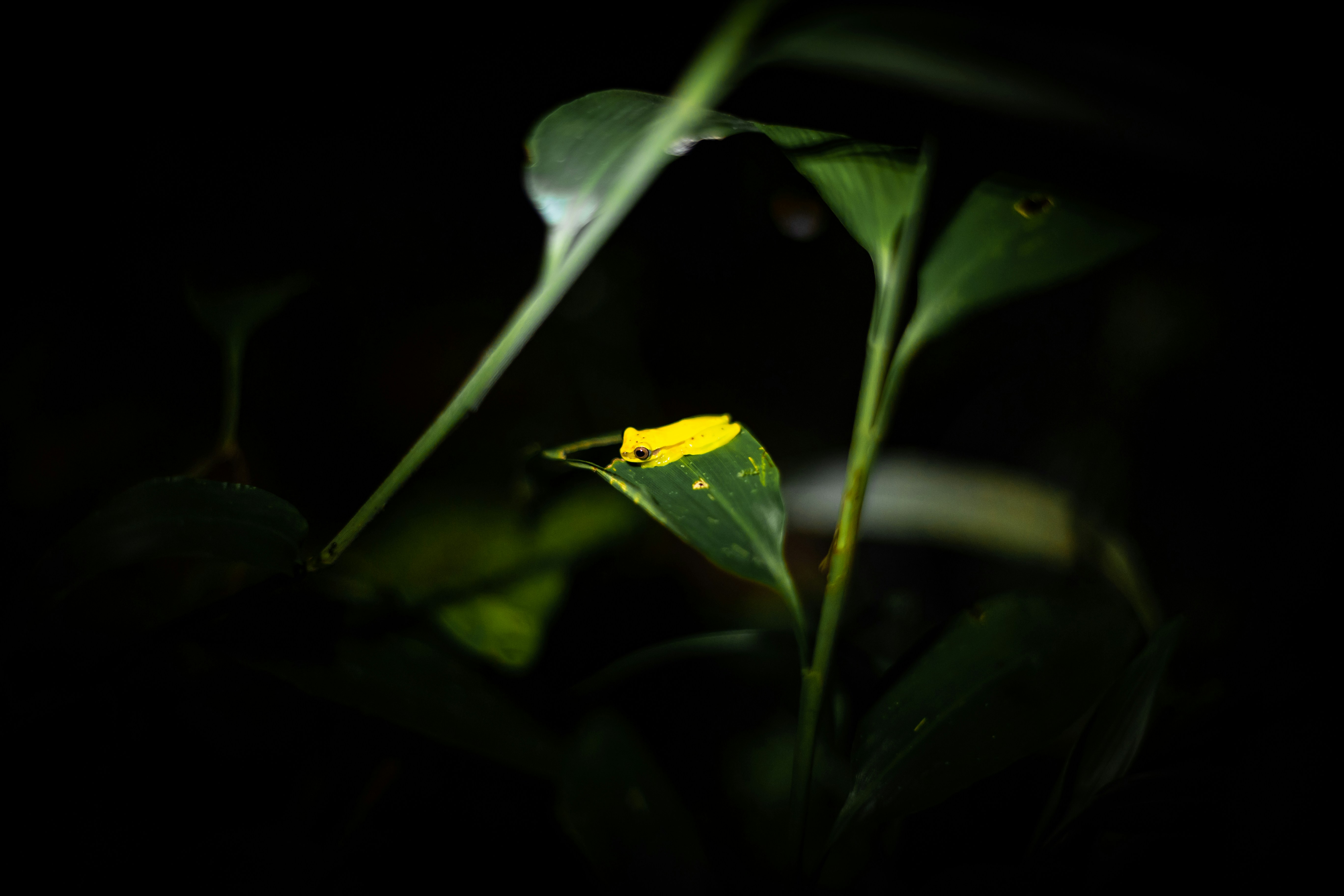 Spotlit Yellow Leaf in a Velvet-Dark Frame