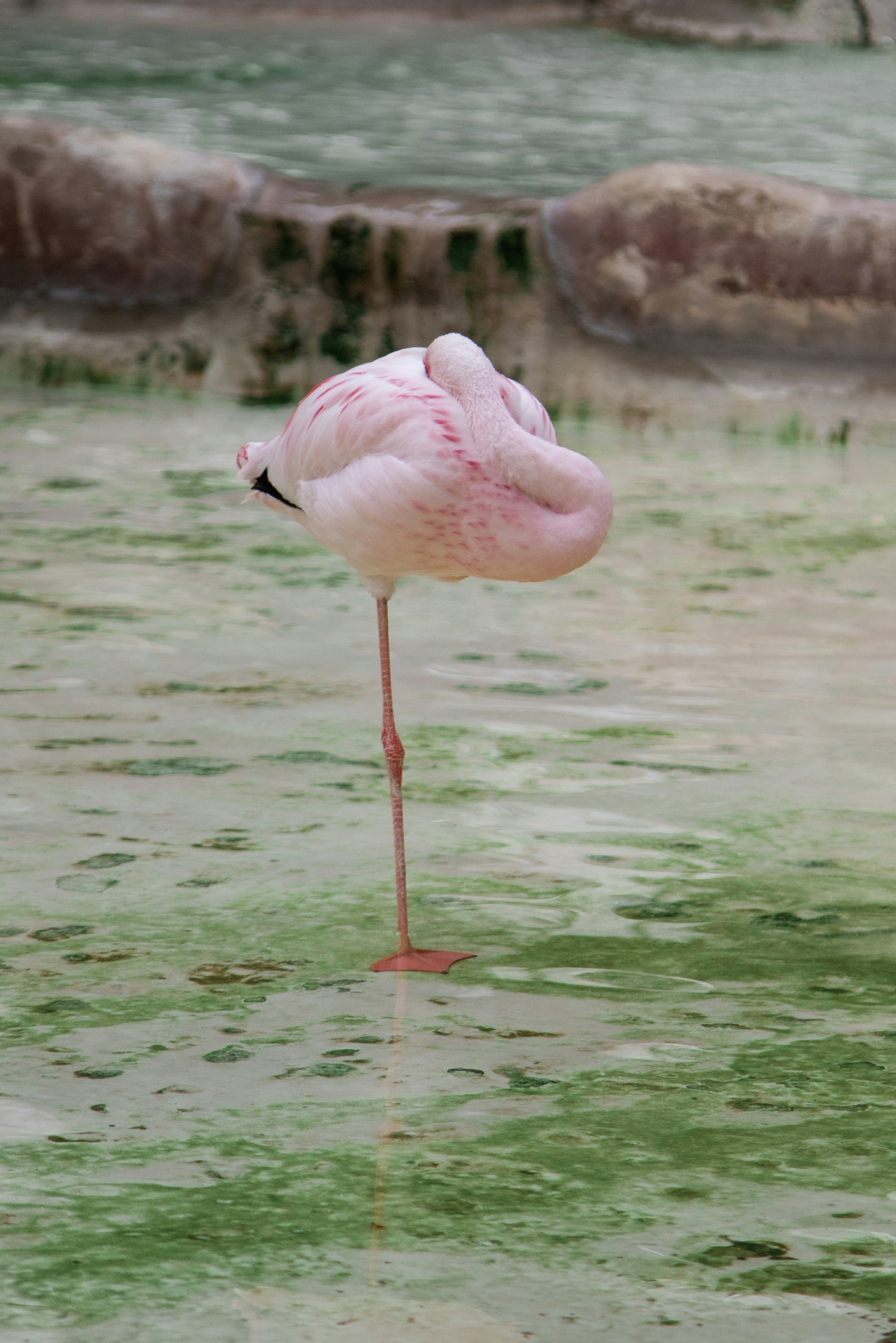 A pink flamingo standing in a pool of water photo – Free Parco ...