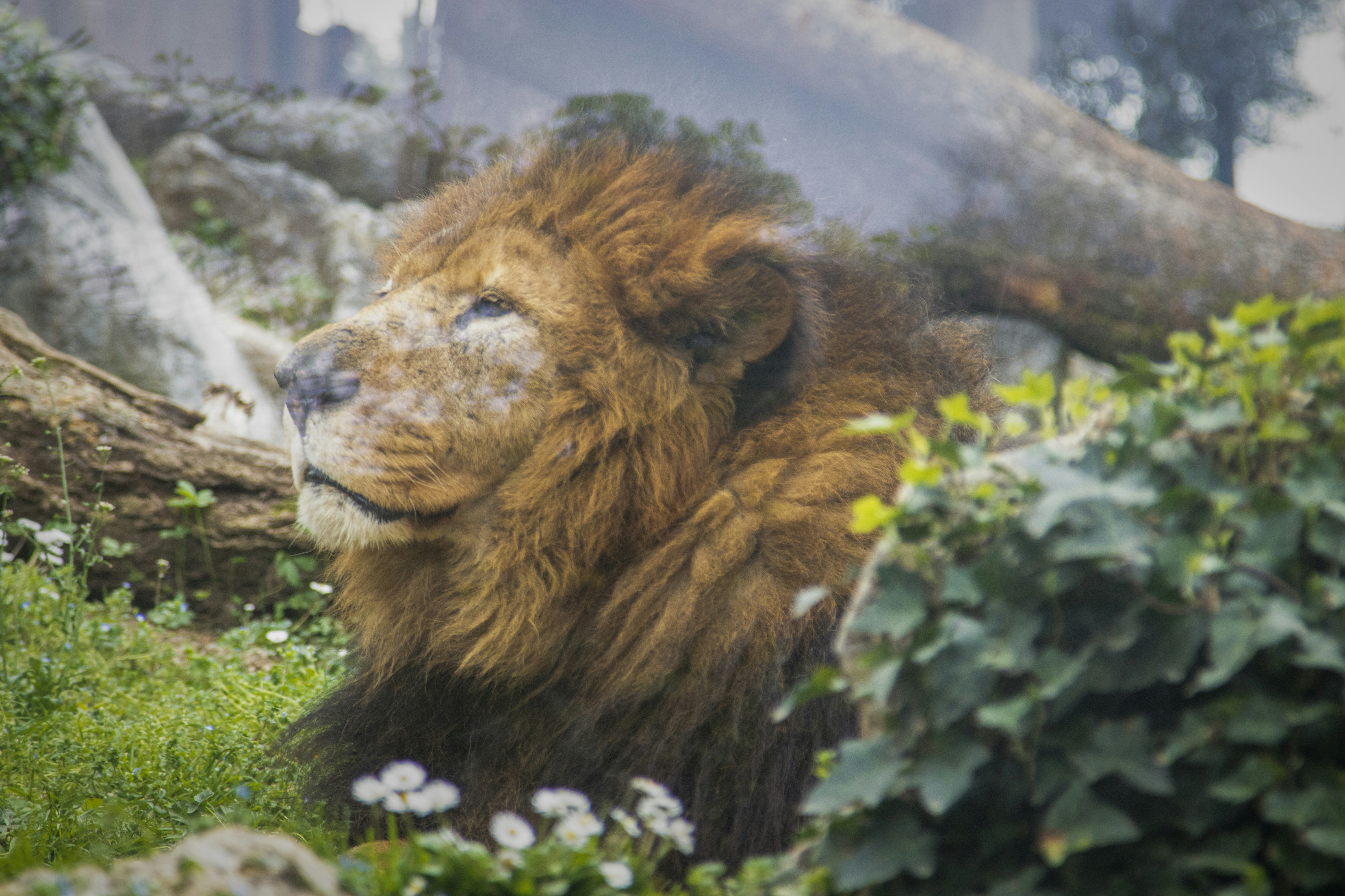Regal Quiet: A Lion Resting Amid Rocks and Greenery