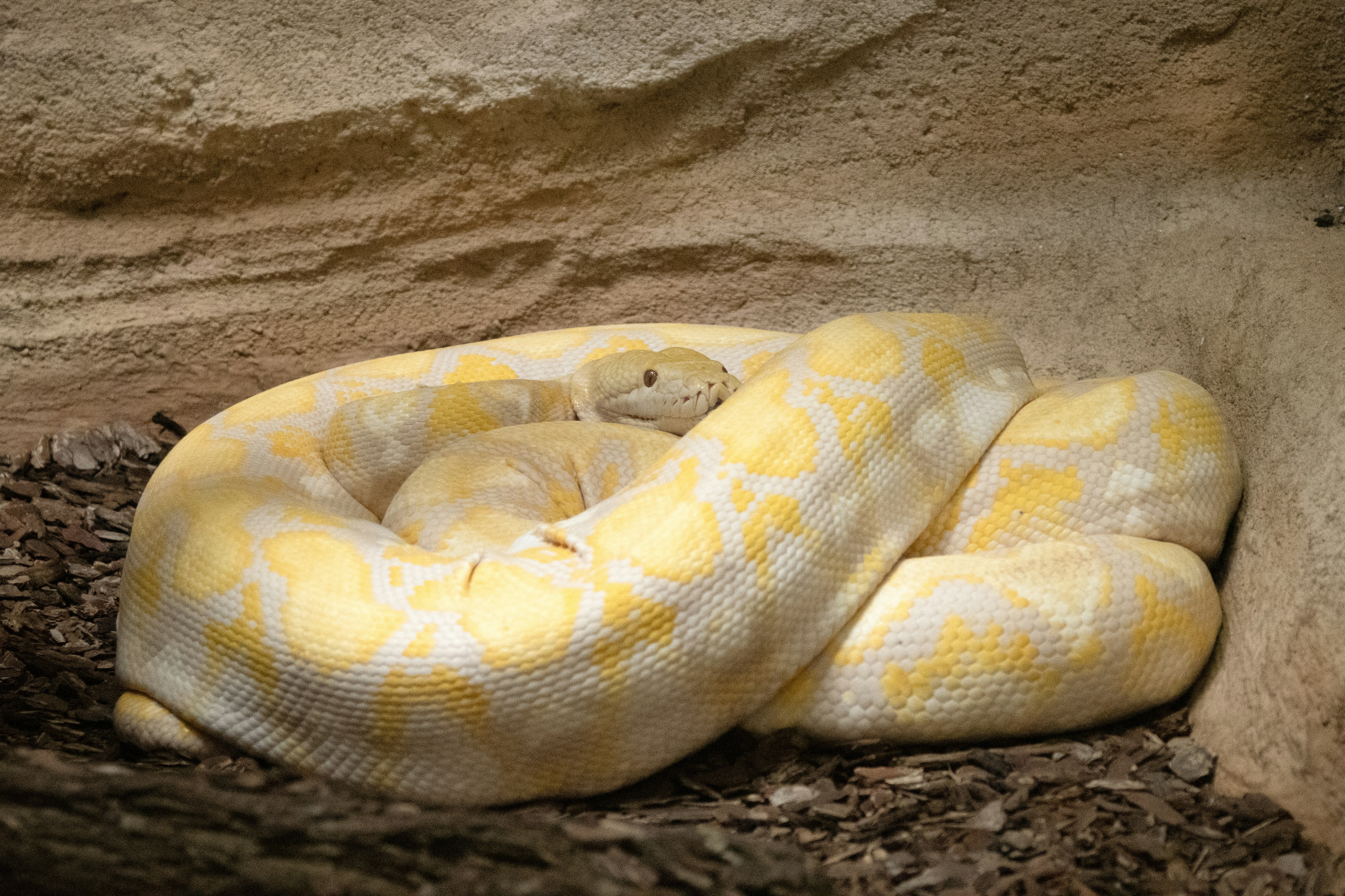 A yellow and white snake curled up in a cave photo – Free Parco ...