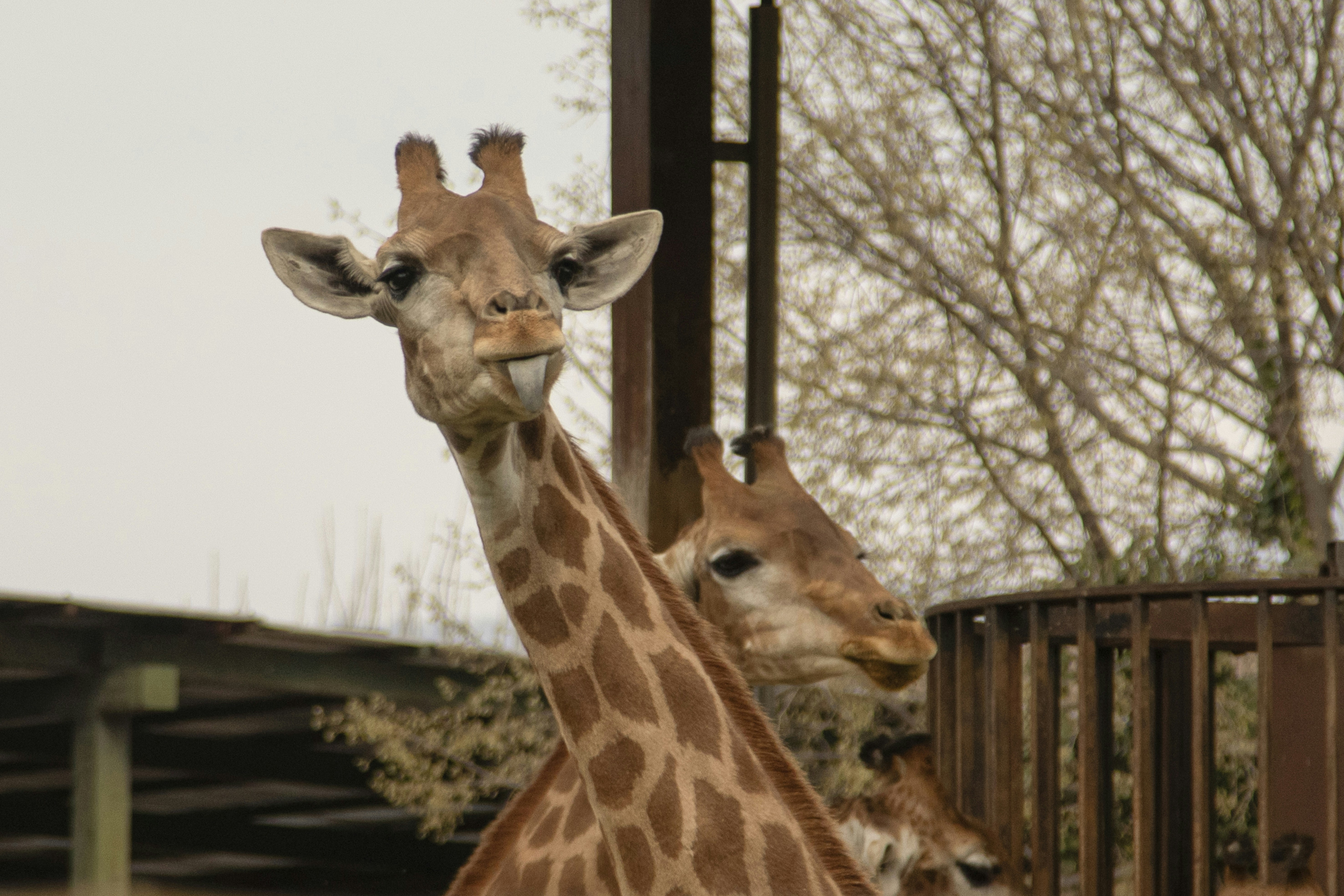 A couple of giraffe standing next to each other photo – Free Parco ...