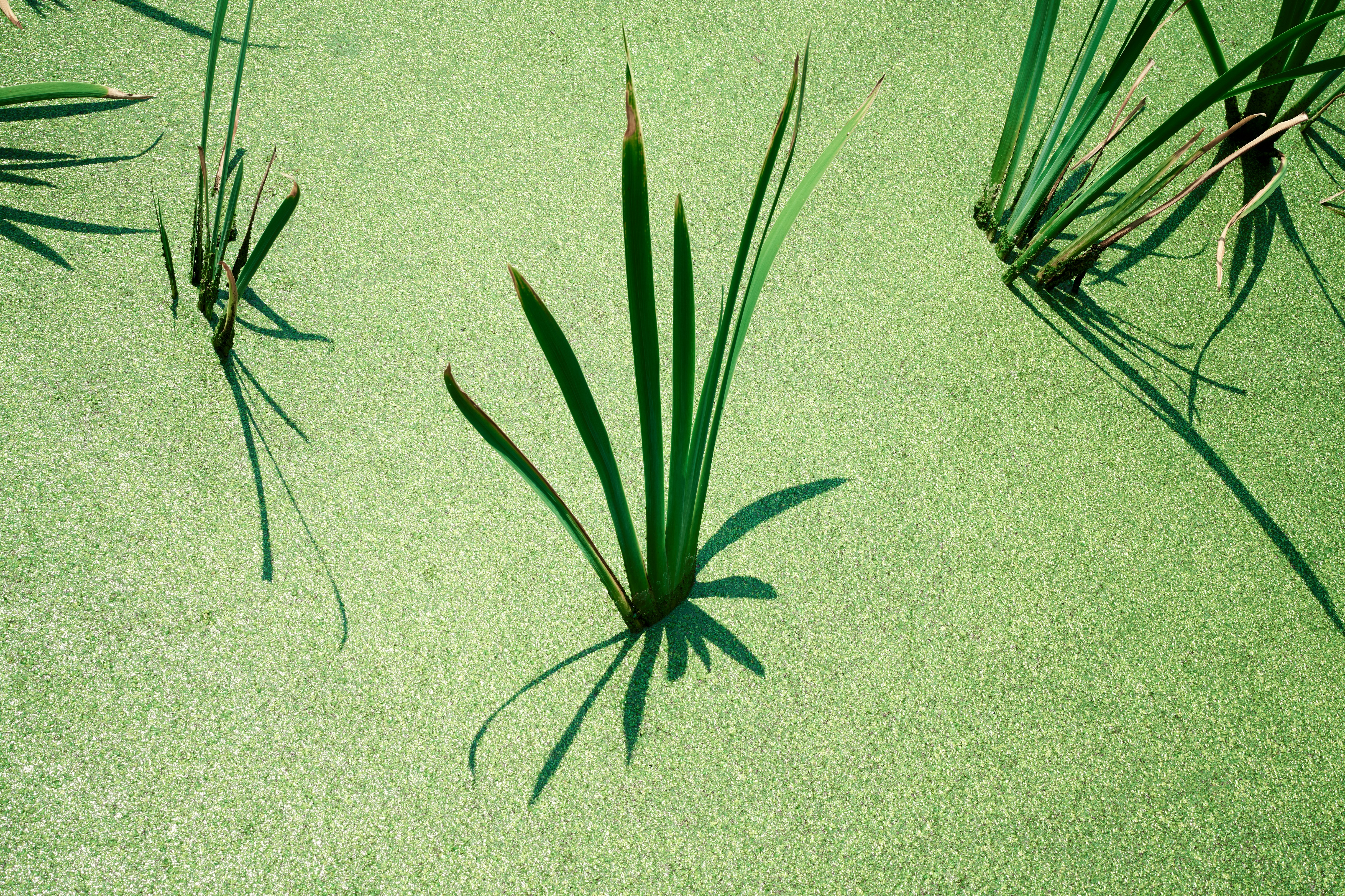 Emerald Sprouts Across a Beaded Marsh