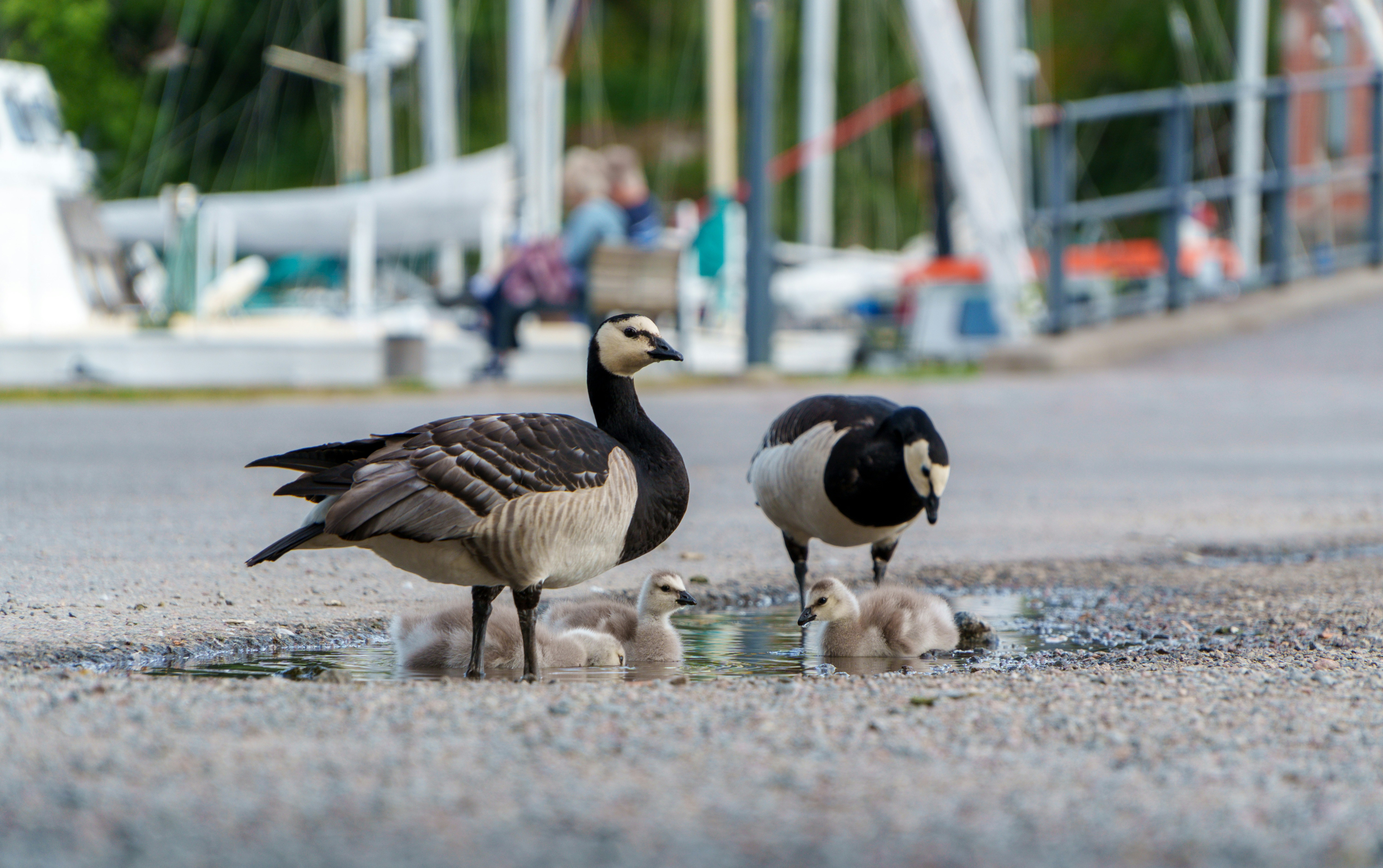 Pebble Harbor Family: Goose and Goslings at Water's Edge