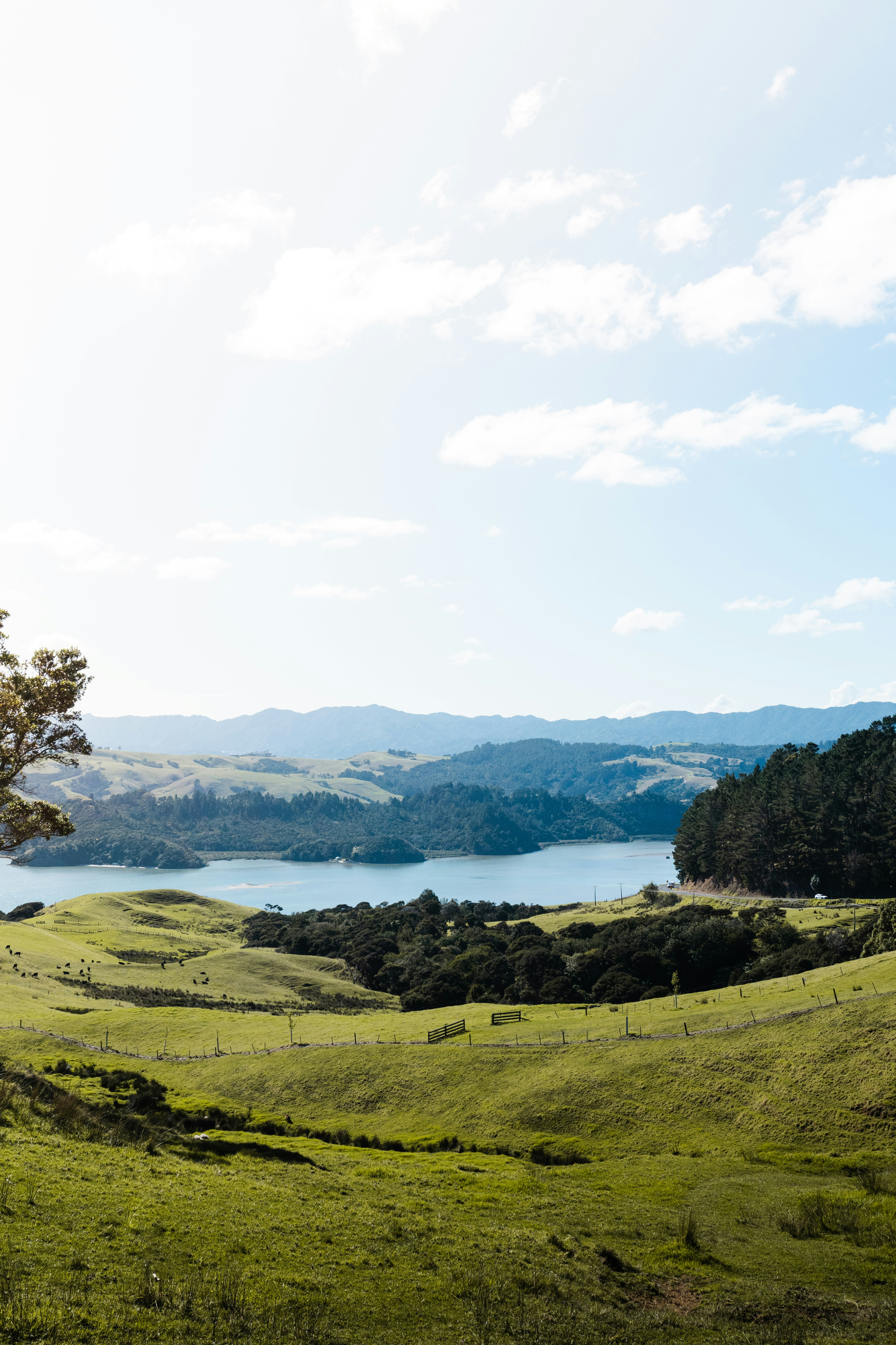 A lone tree on a grassy hill overlooking a lake photo – Free Nature ...