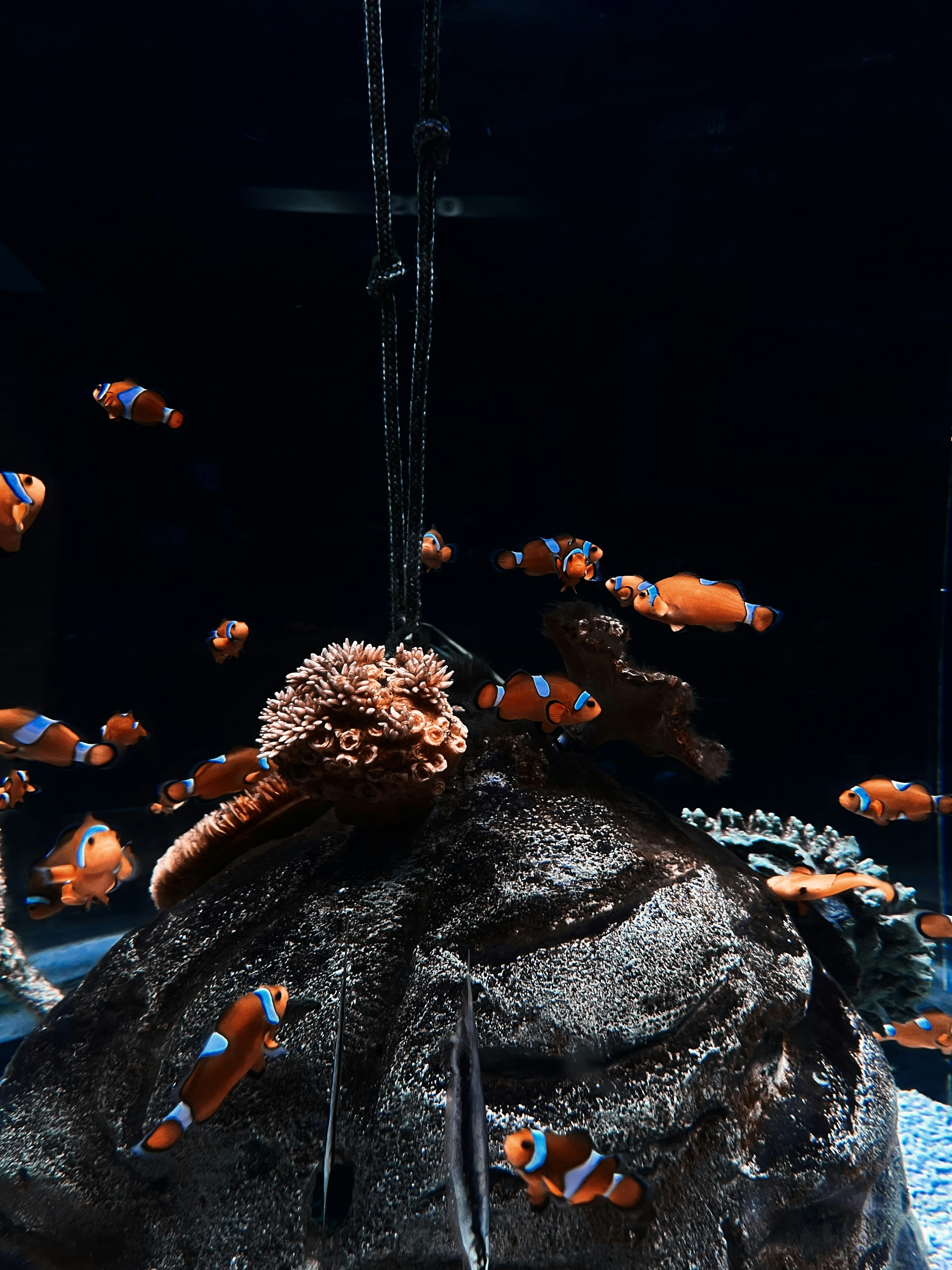 A group of clown fish swimming around an aquarium photo – Free Fish ...
