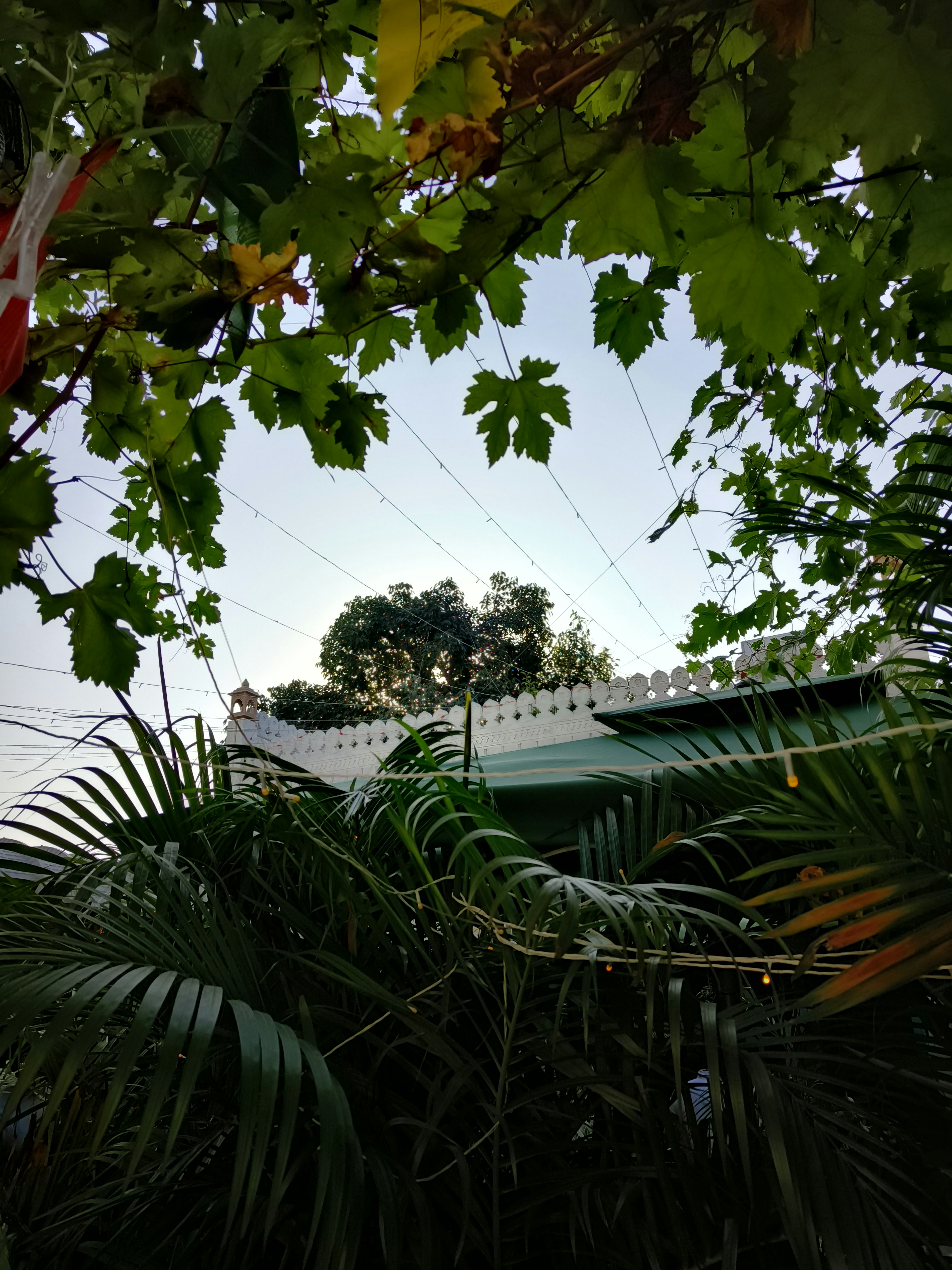 Photograph of a dense canopy framing a pale sky, with a distant roofline and tangled garden wires visible.