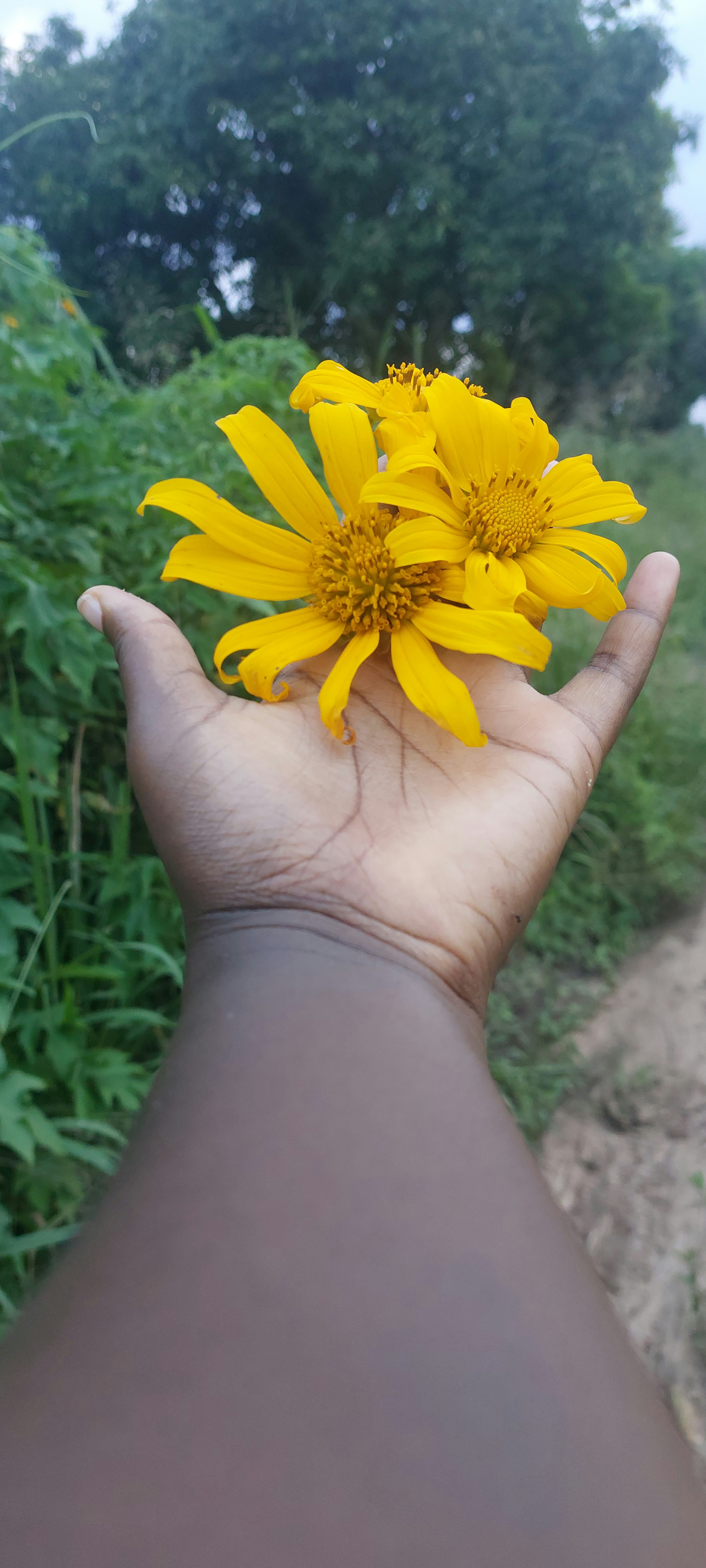 Bright yellow bloom cradled in an open palm, set against a verdant roadside.