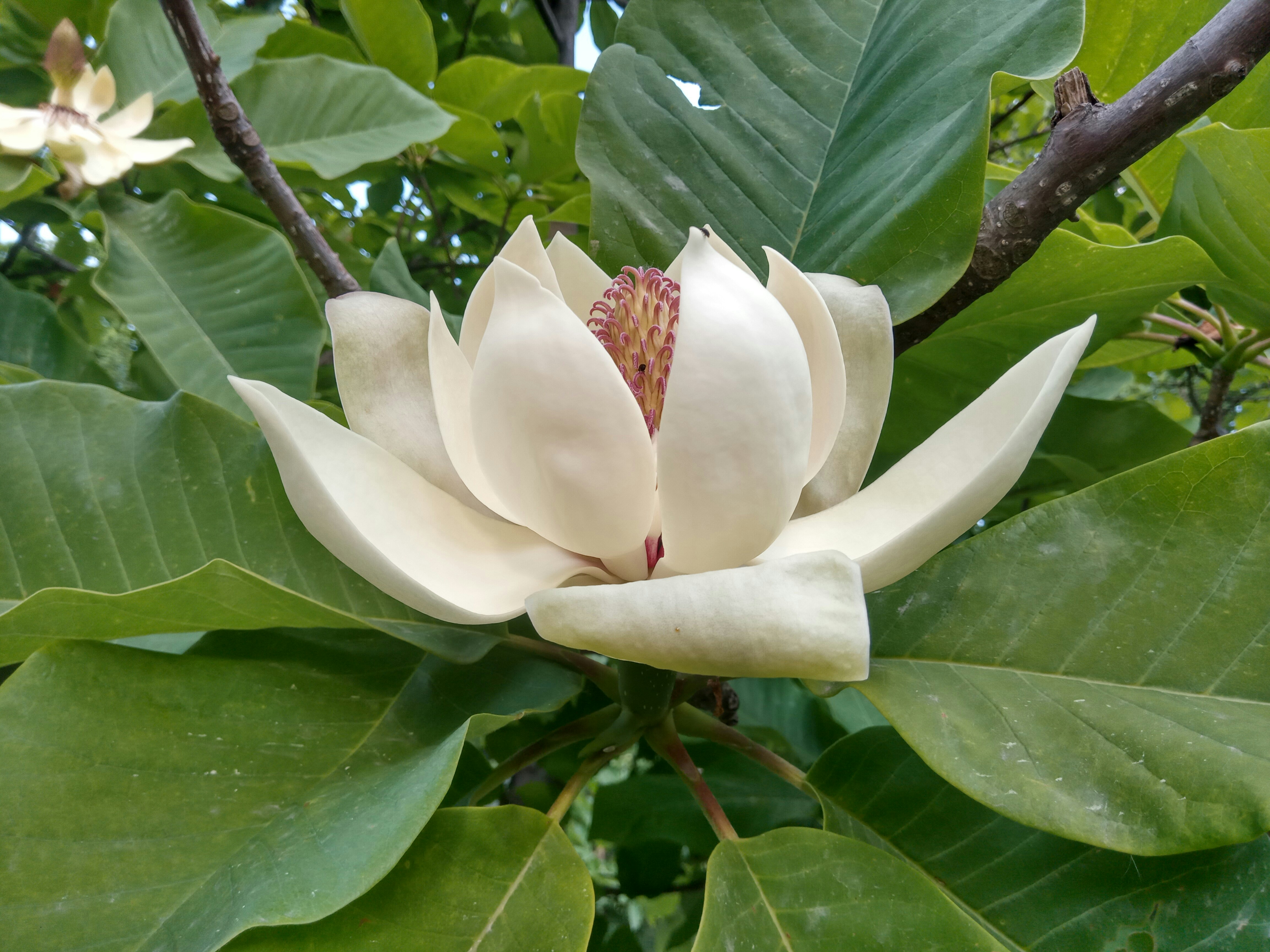 Sample photo from ZTE Blade A7