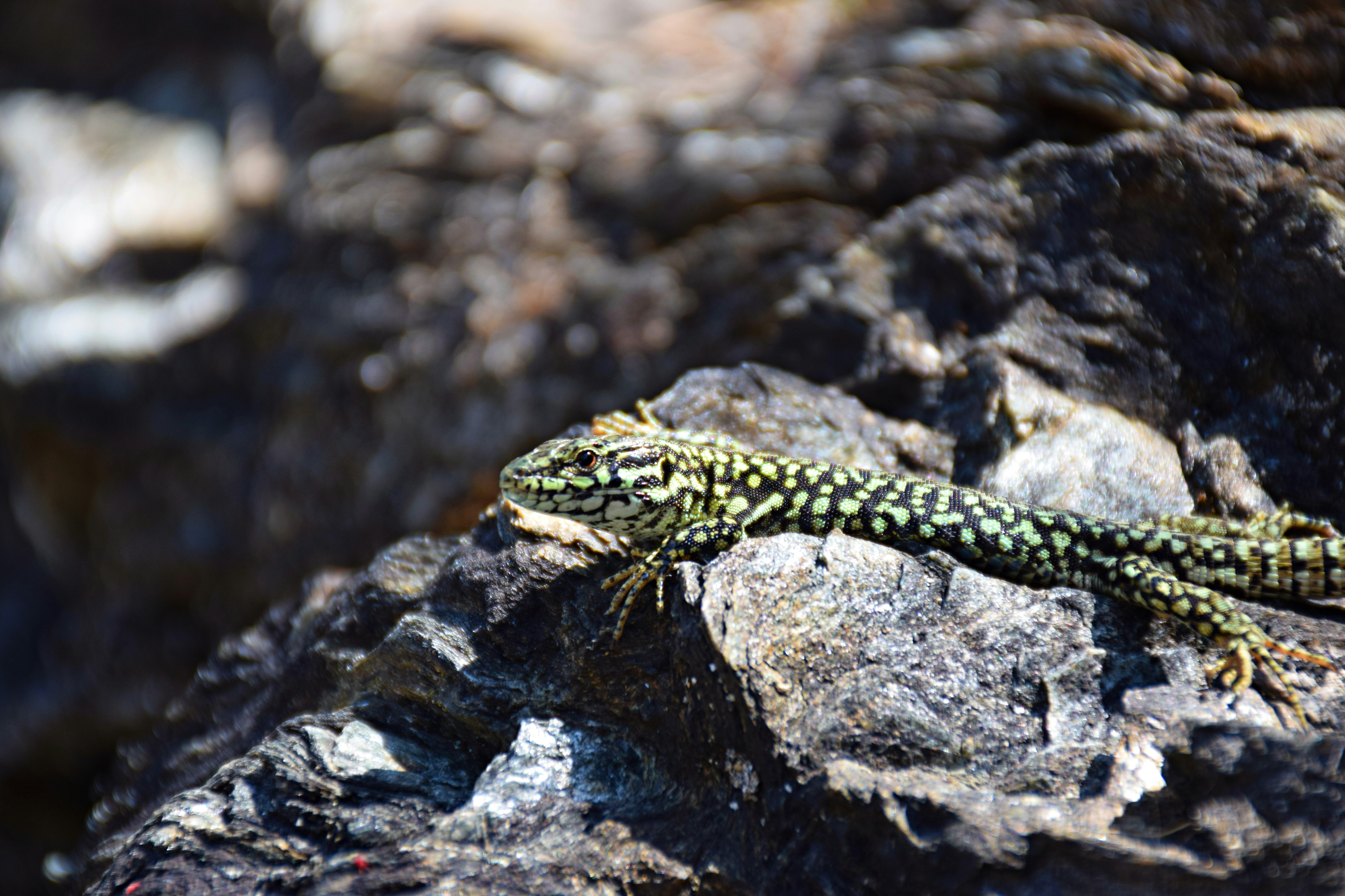 Photo by Julien Photo with Nikon D5300